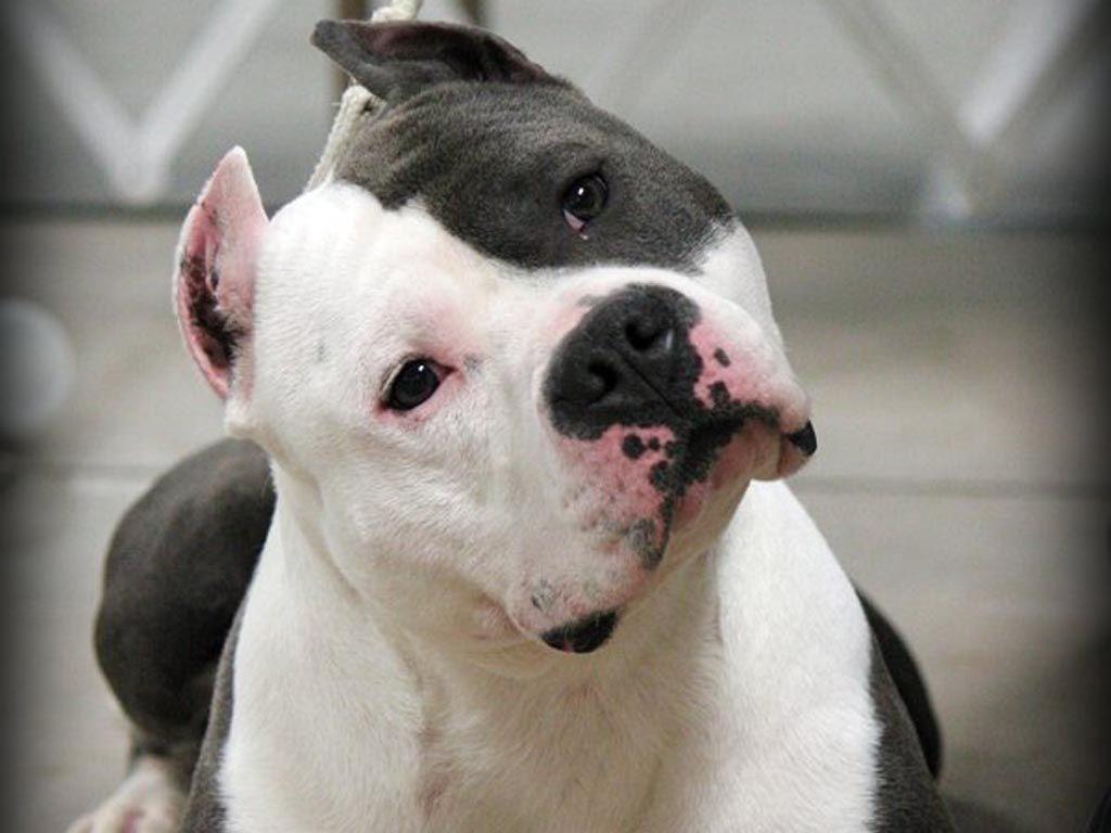 Amstaff Wallpapers - Wallpaper Cave