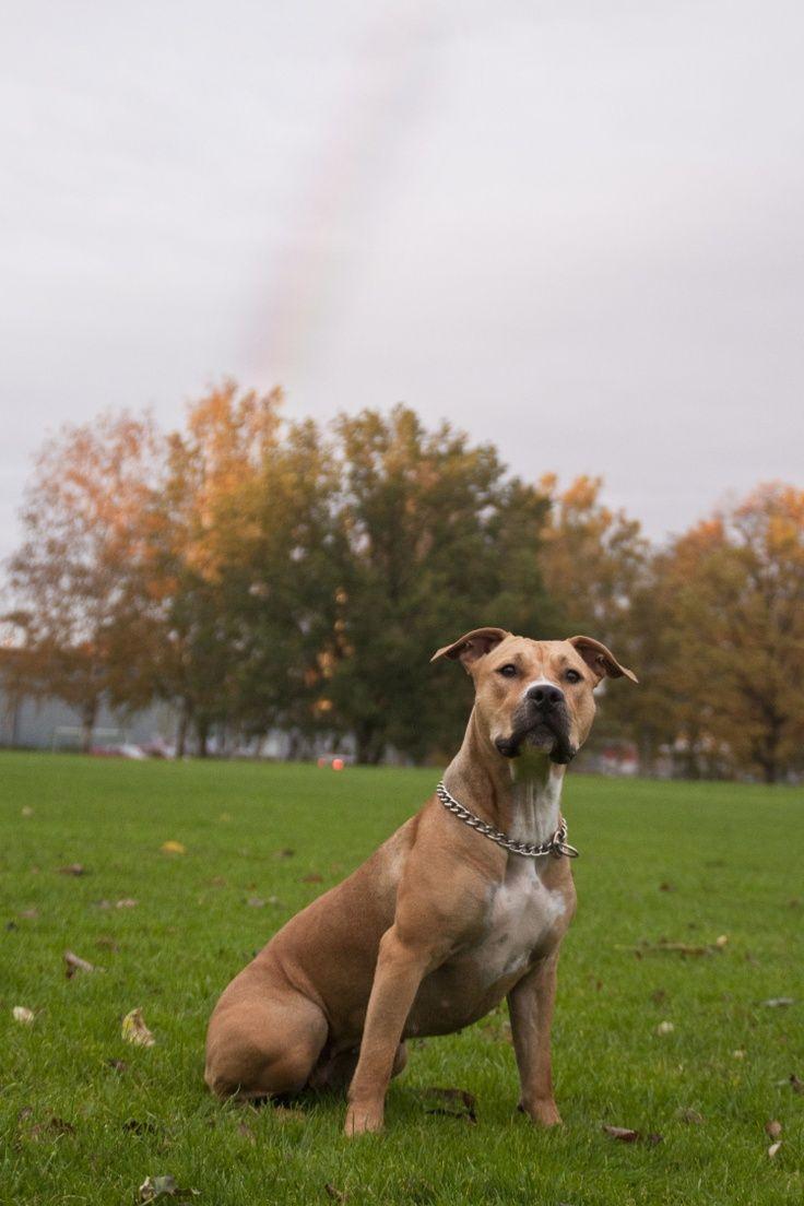 Amstaff Wallpapers - Wallpaper Cave
