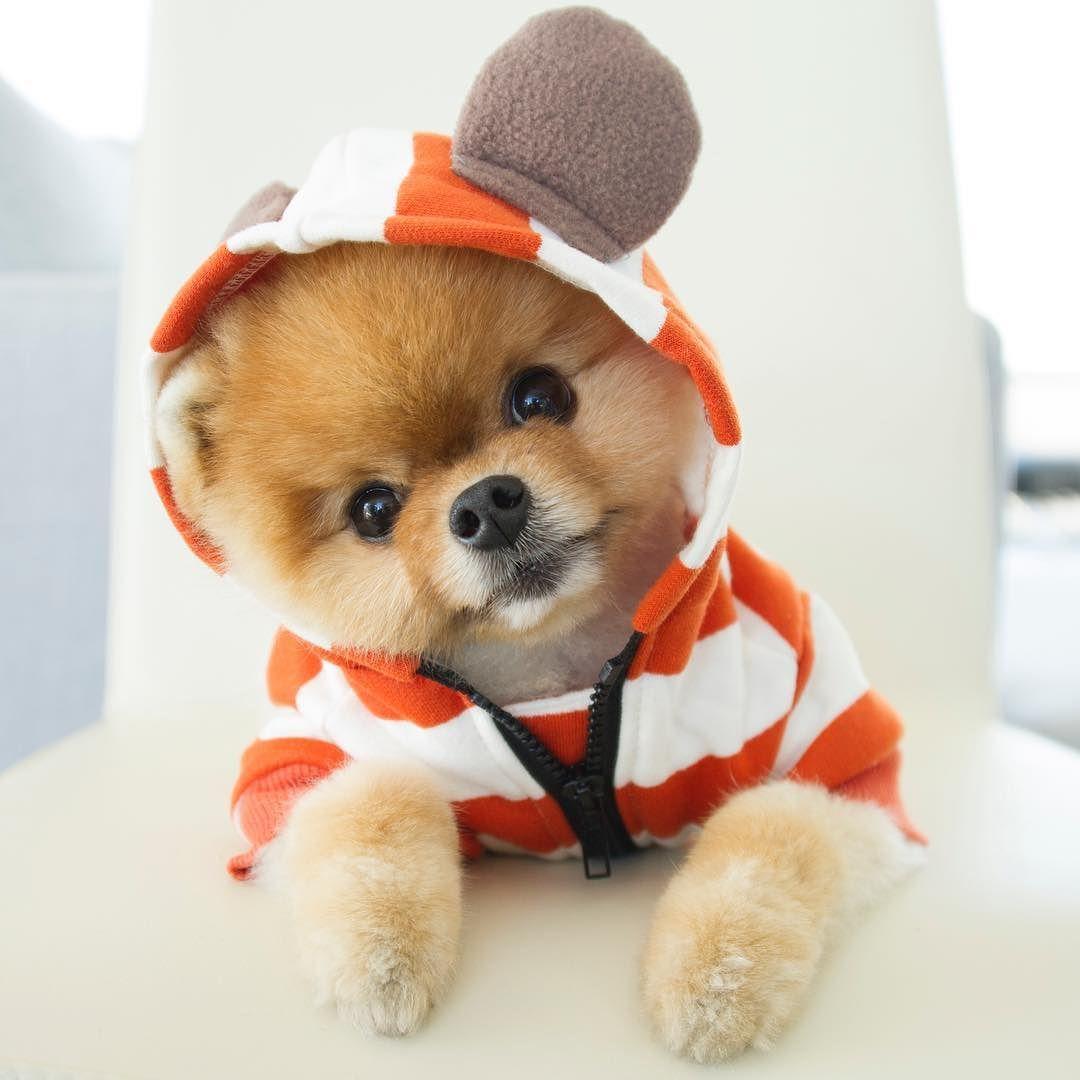 Jiffpom Wallpapers - Wallpaper Cave