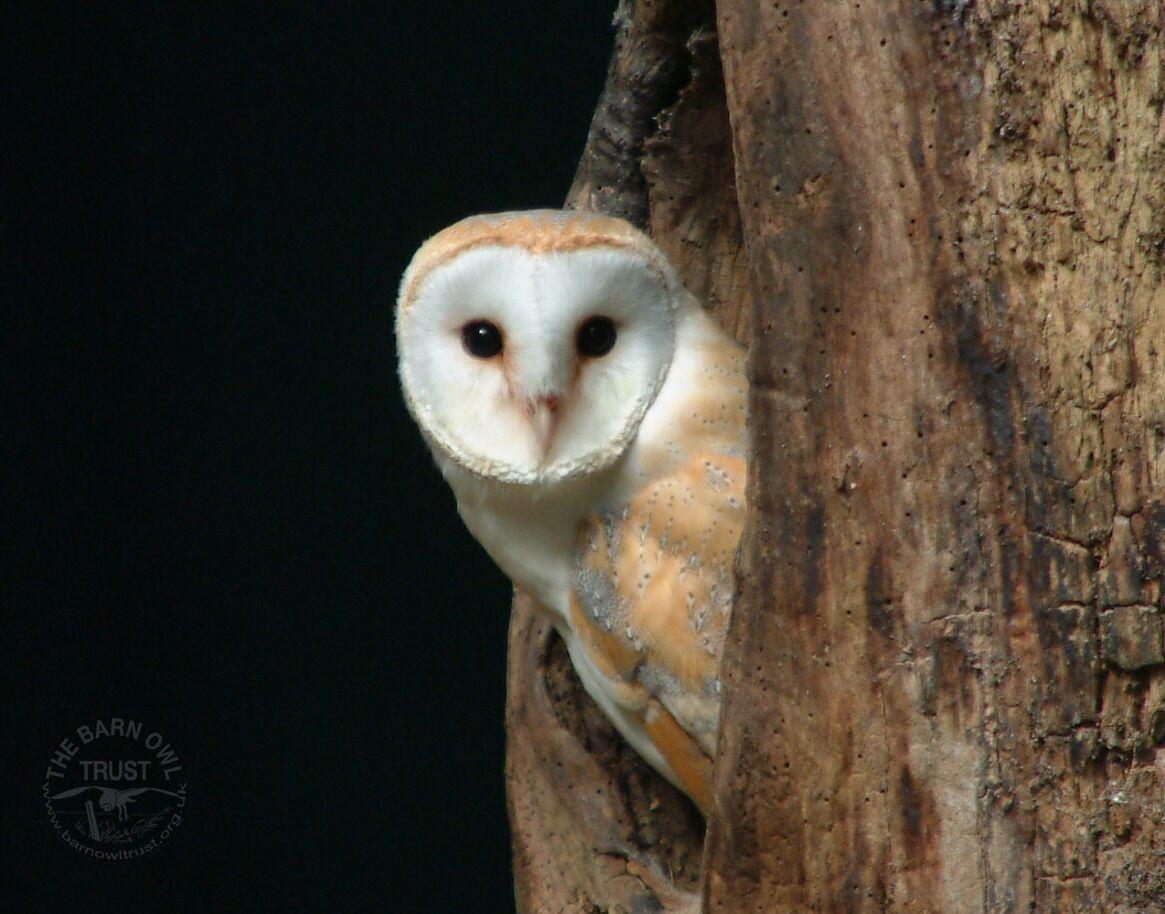 Barn Owl Wallpapers - Wallpaper Cave