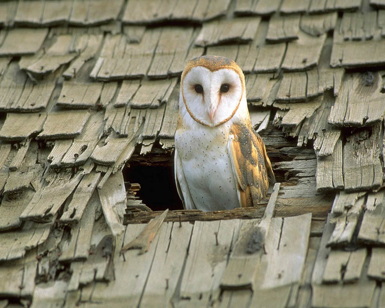 Barn Owl Wallpapers - Wallpaper Cave
