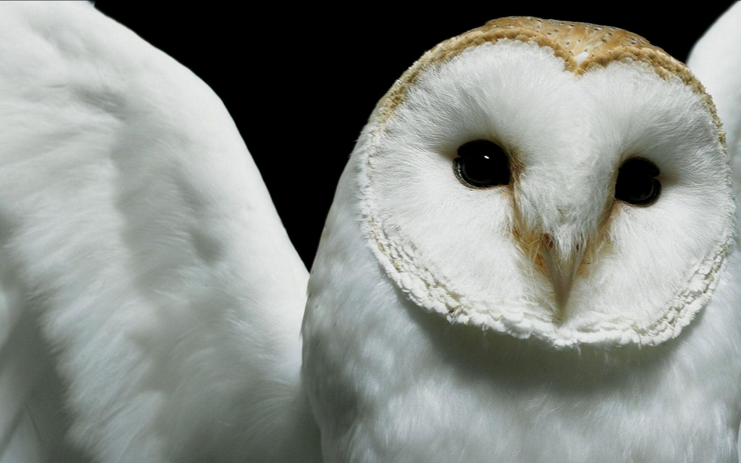 Barn Owl Wallpapers - Wallpaper Cave