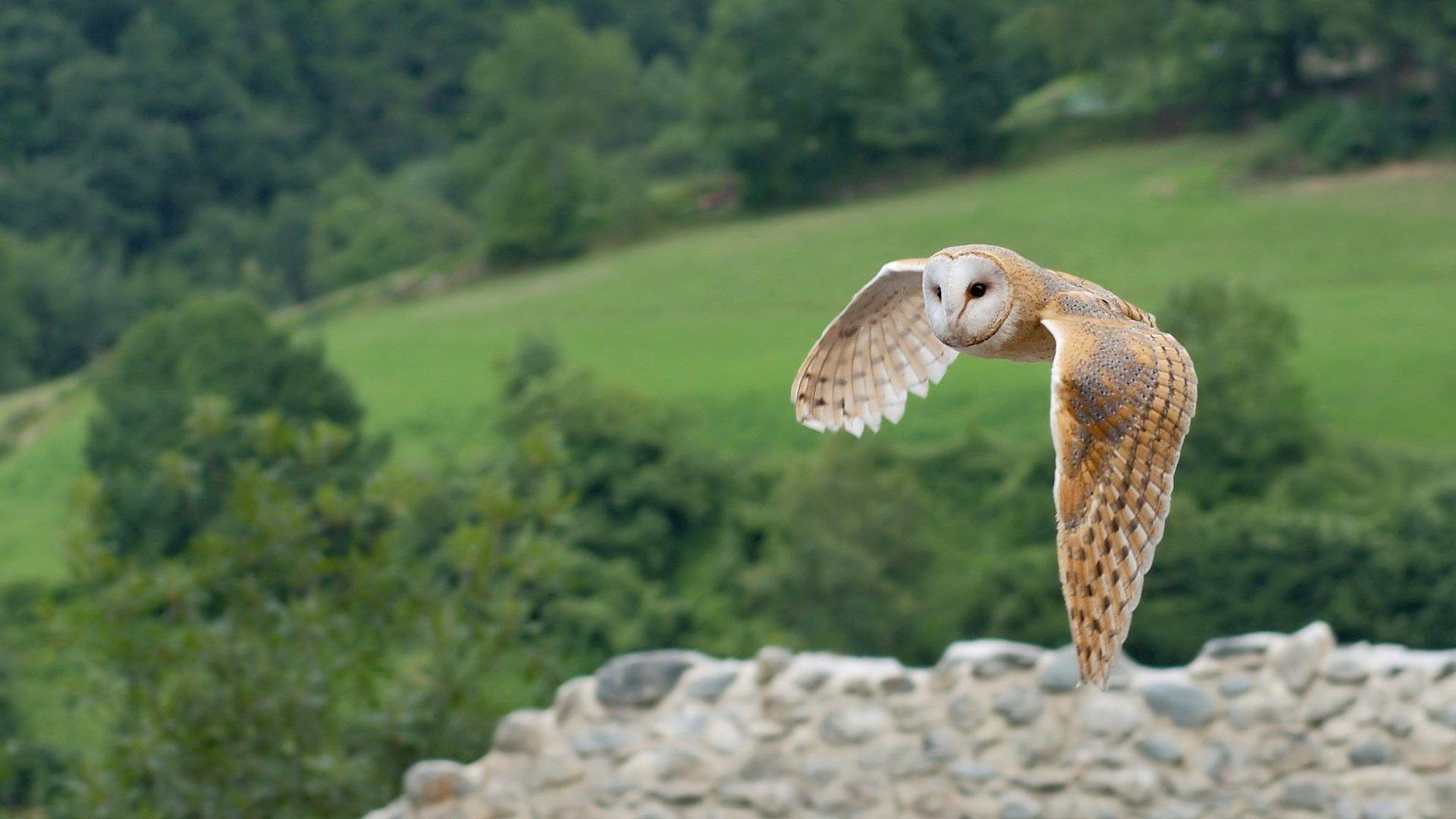 Barn Owl Wallpapers - Wallpaper Cave