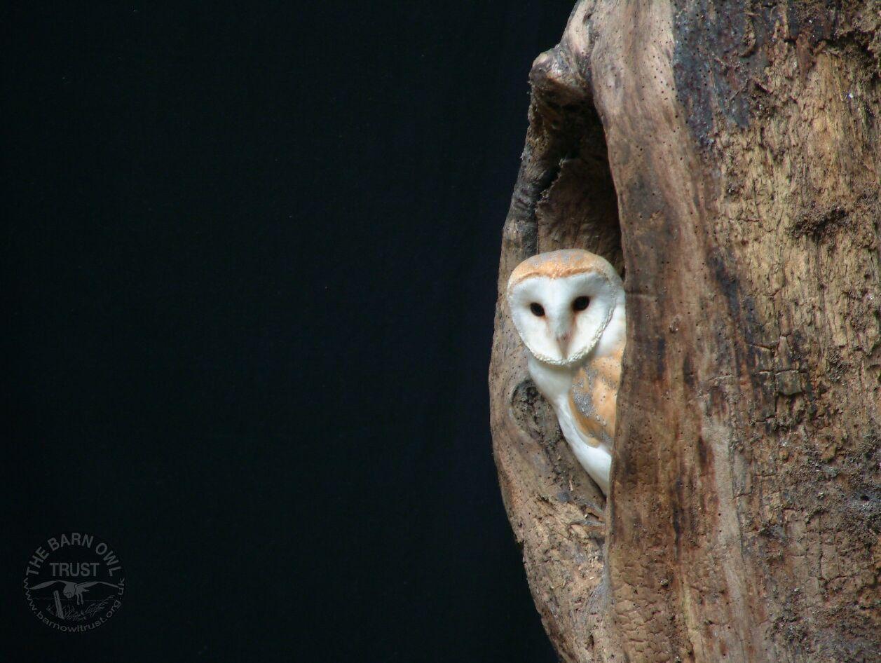 Barn Owl Wallpapers - Wallpaper Cave