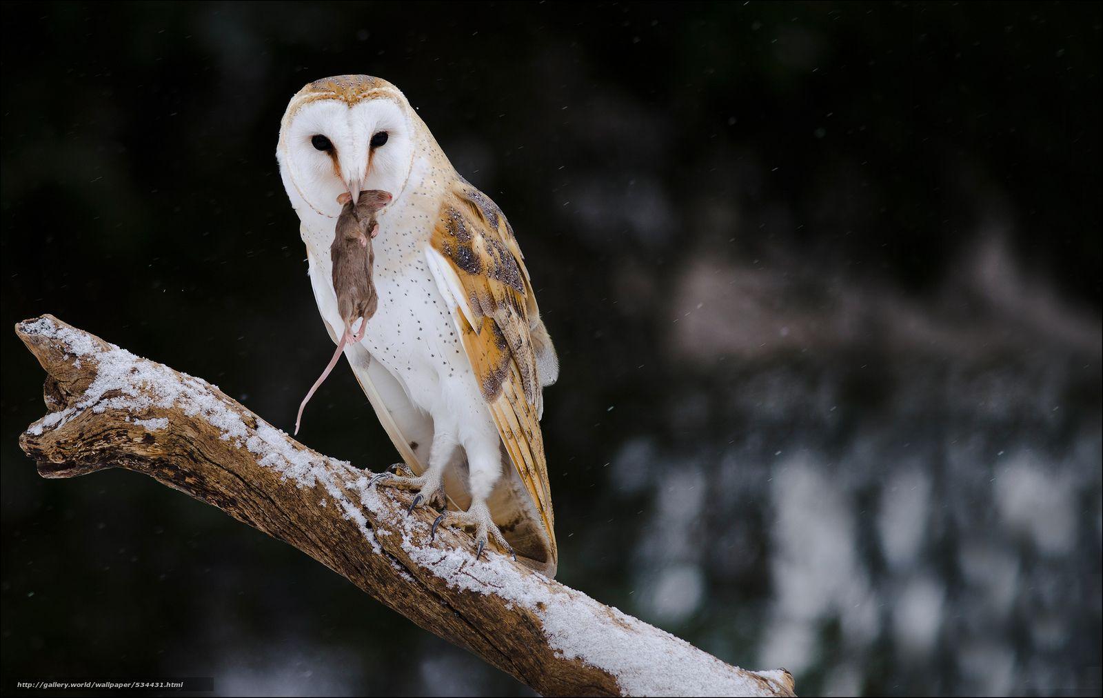 Barn Owl Wallpapers - Wallpaper Cave