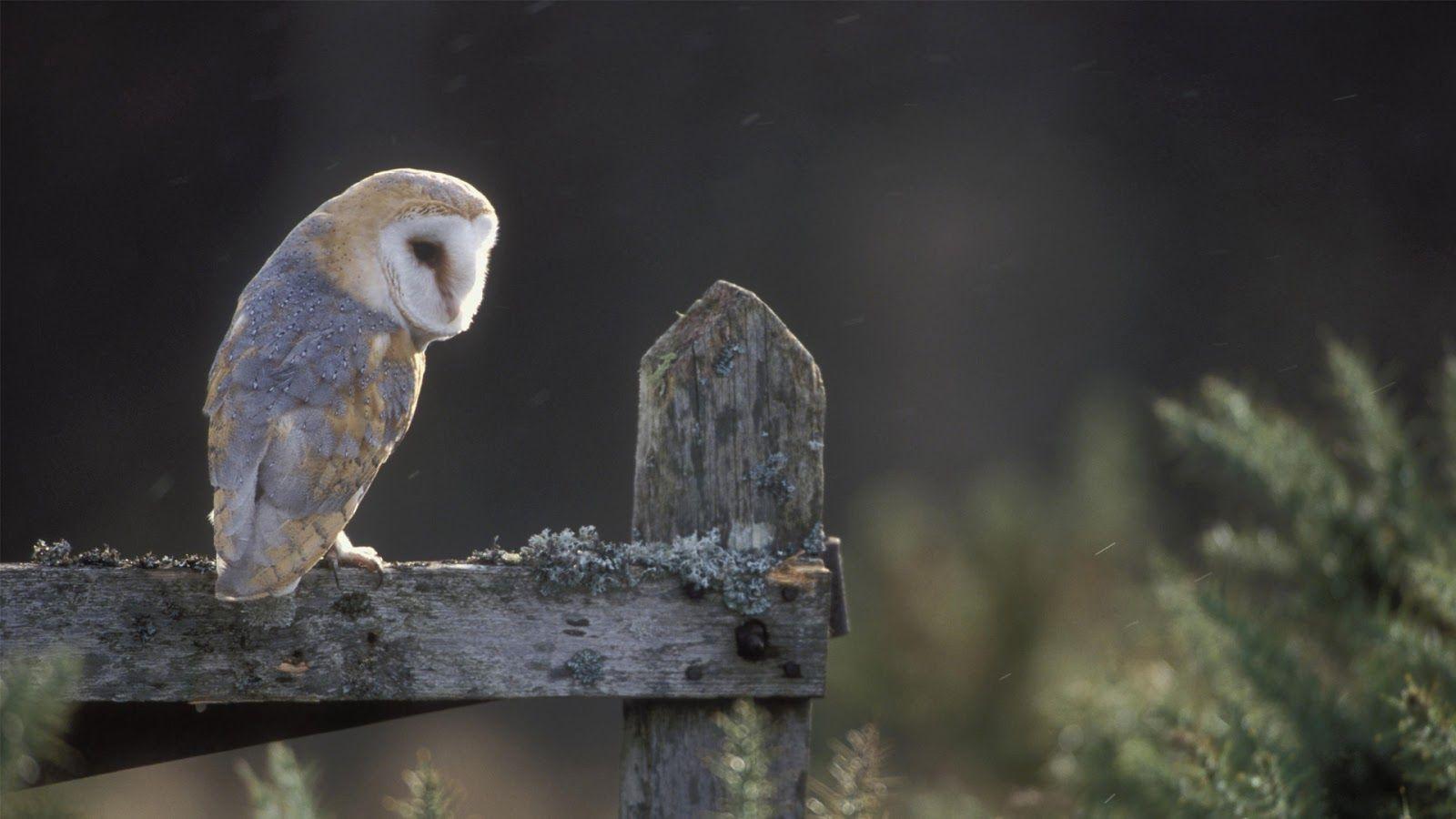 Barn Owl Wallpapers - Wallpaper Cave