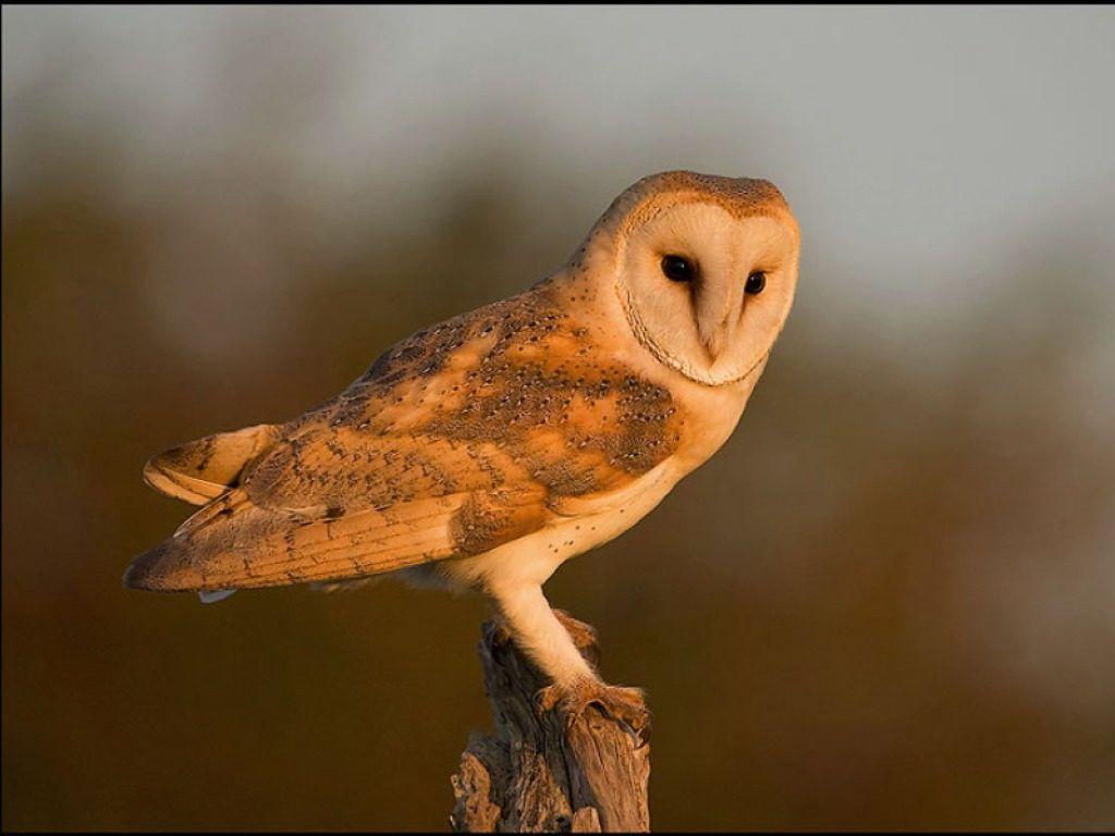 Barn Owl Wallpapers - Wallpaper Cave