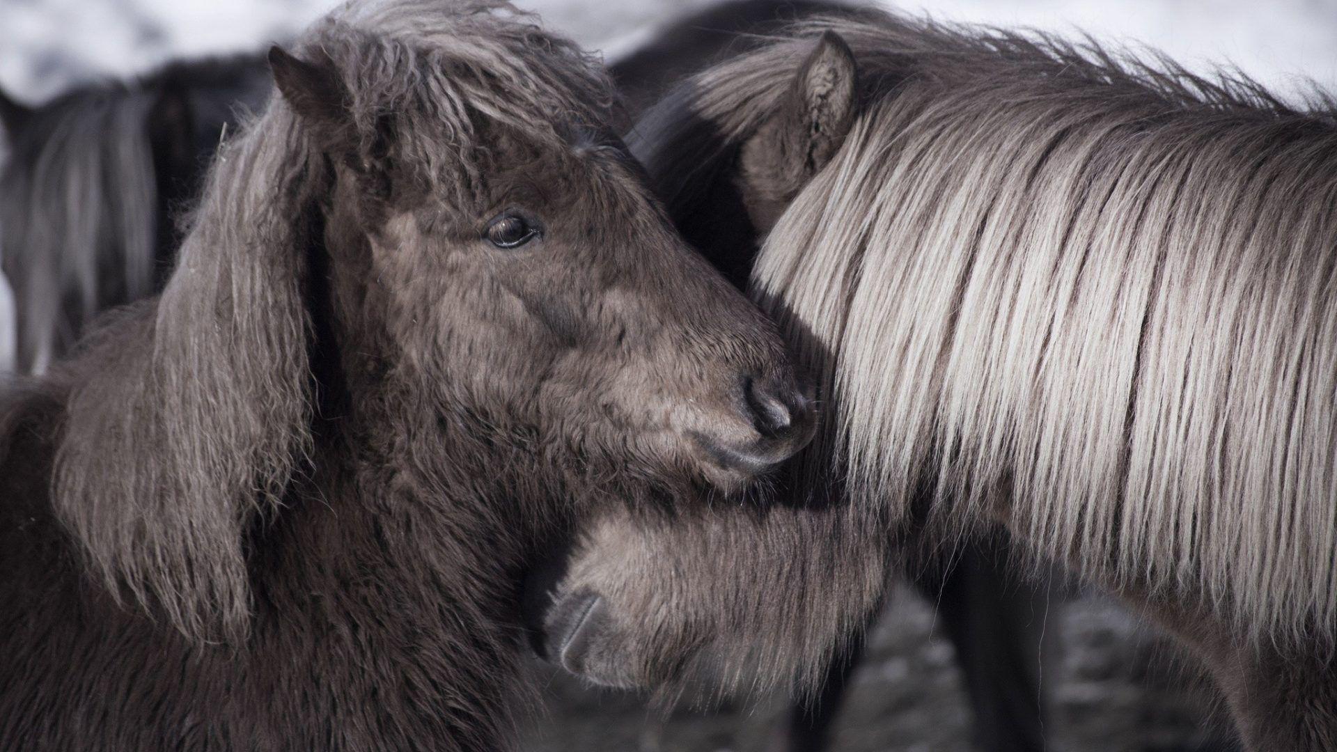 Pony Animal Wallpapers - Wallpaper Cave