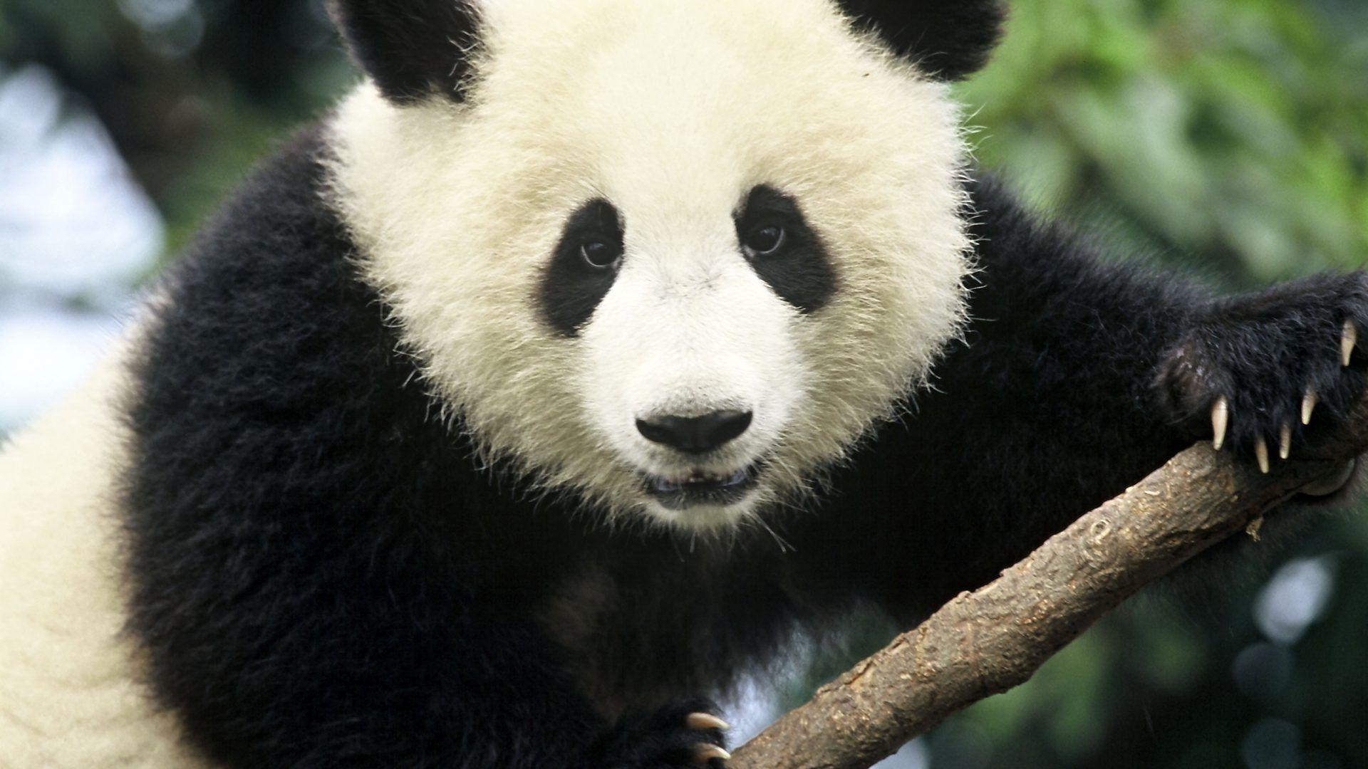 Cute Pandas Wallpapers Wallpaper Cave Cute Pandas Wallpapers Wallpaper Cave