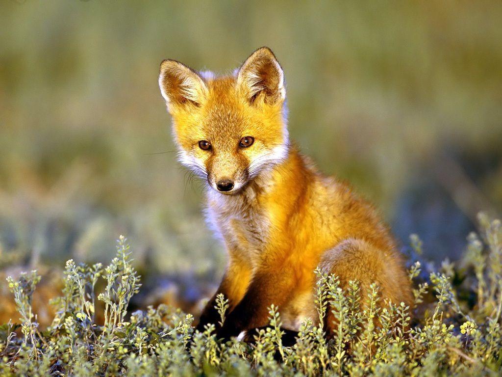 Baby Fox Wallpapers - Wallpaper Cave