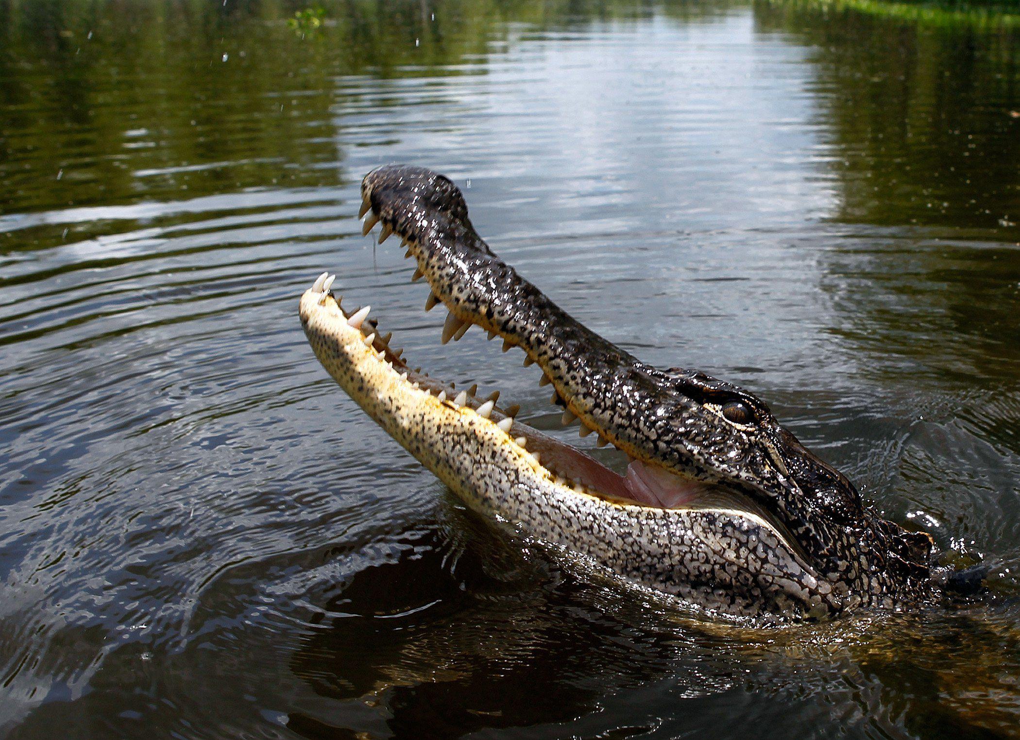 Alligator HD Wallpapers - Wallpaper Cave