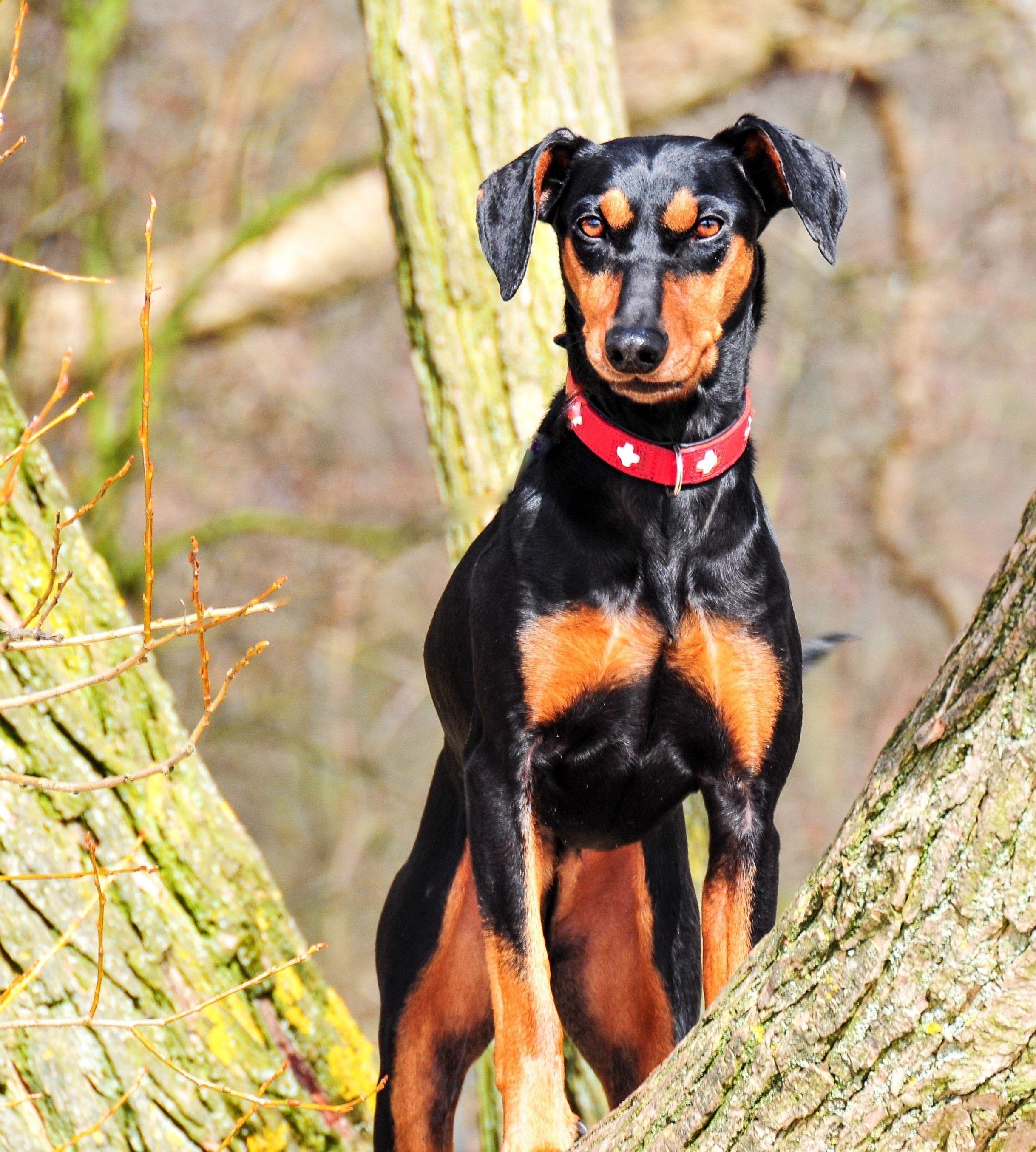 German Pinscher Wallpapers - Wallpaper Cave