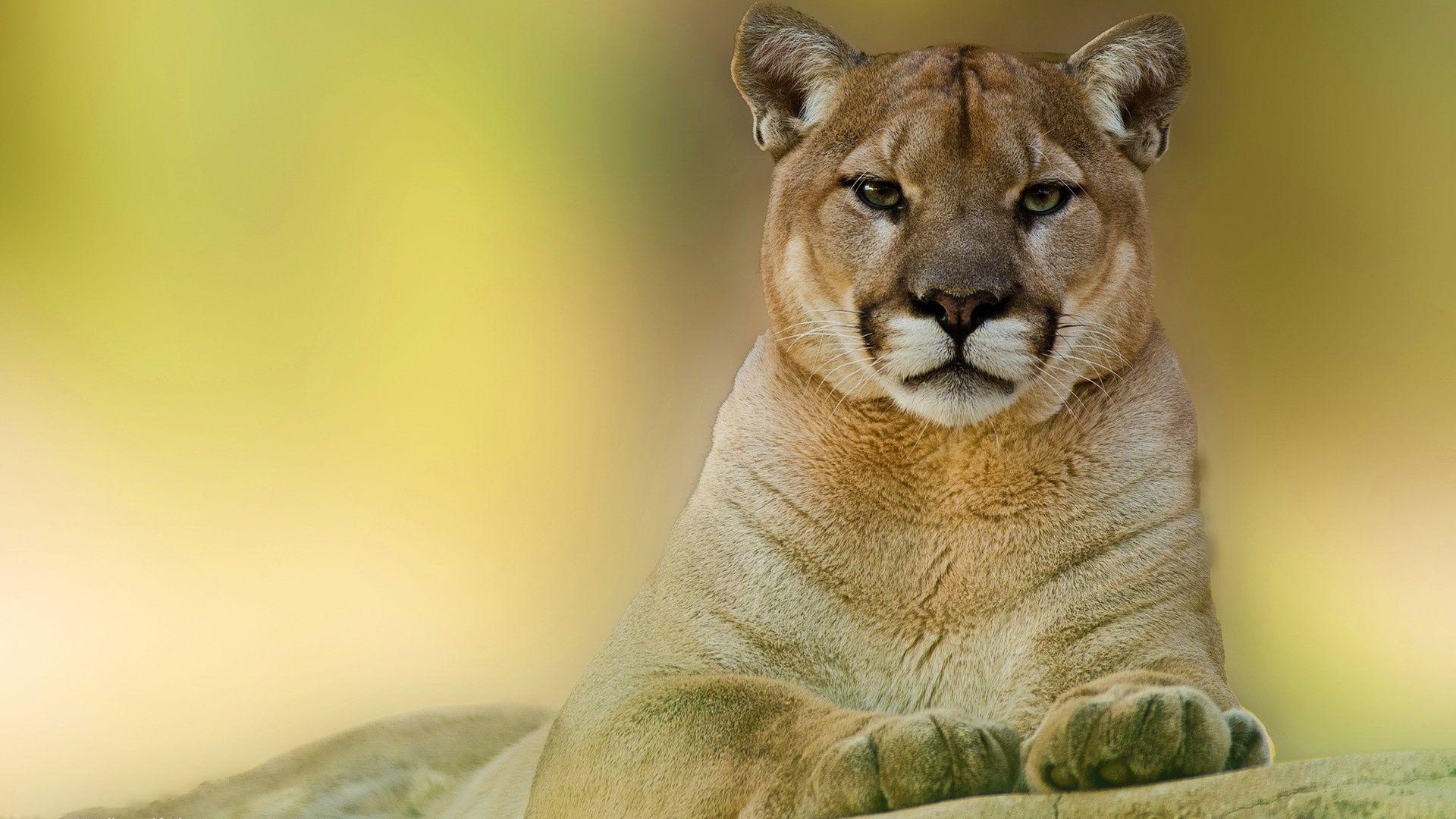 Cougars Wallpapers - Wallpaper Cave