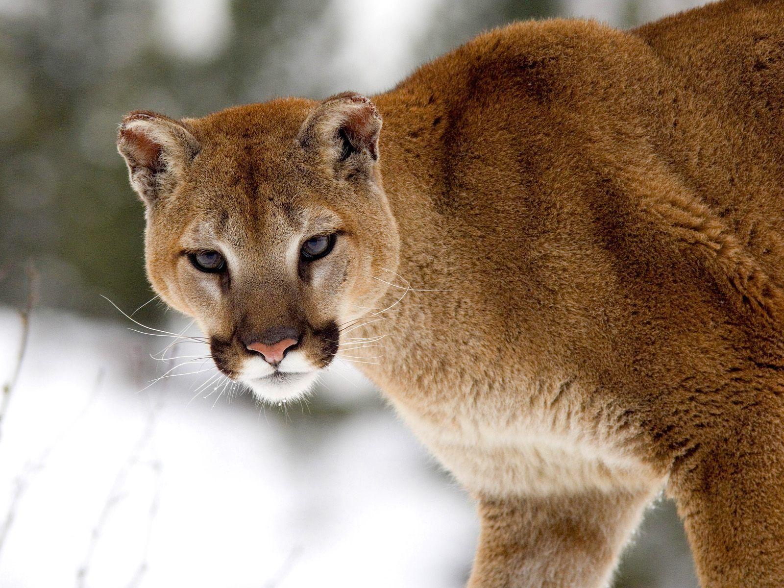 Cougars Wallpapers - Wallpaper Cave