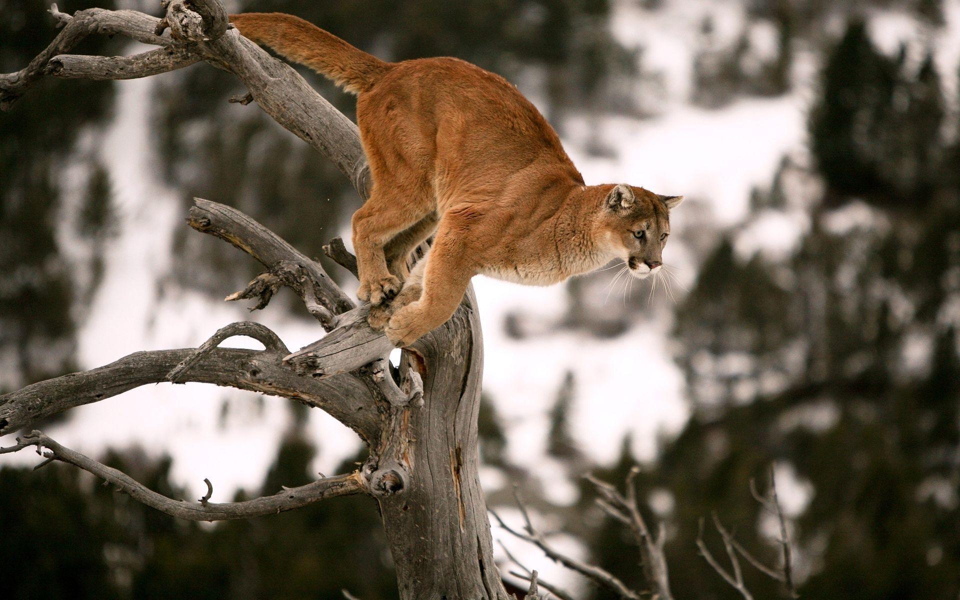 Cougars Wallpapers - Wallpaper Cave