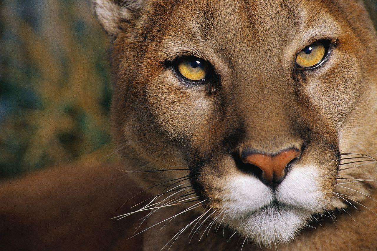 Cougars Wallpapers - Wallpaper Cave