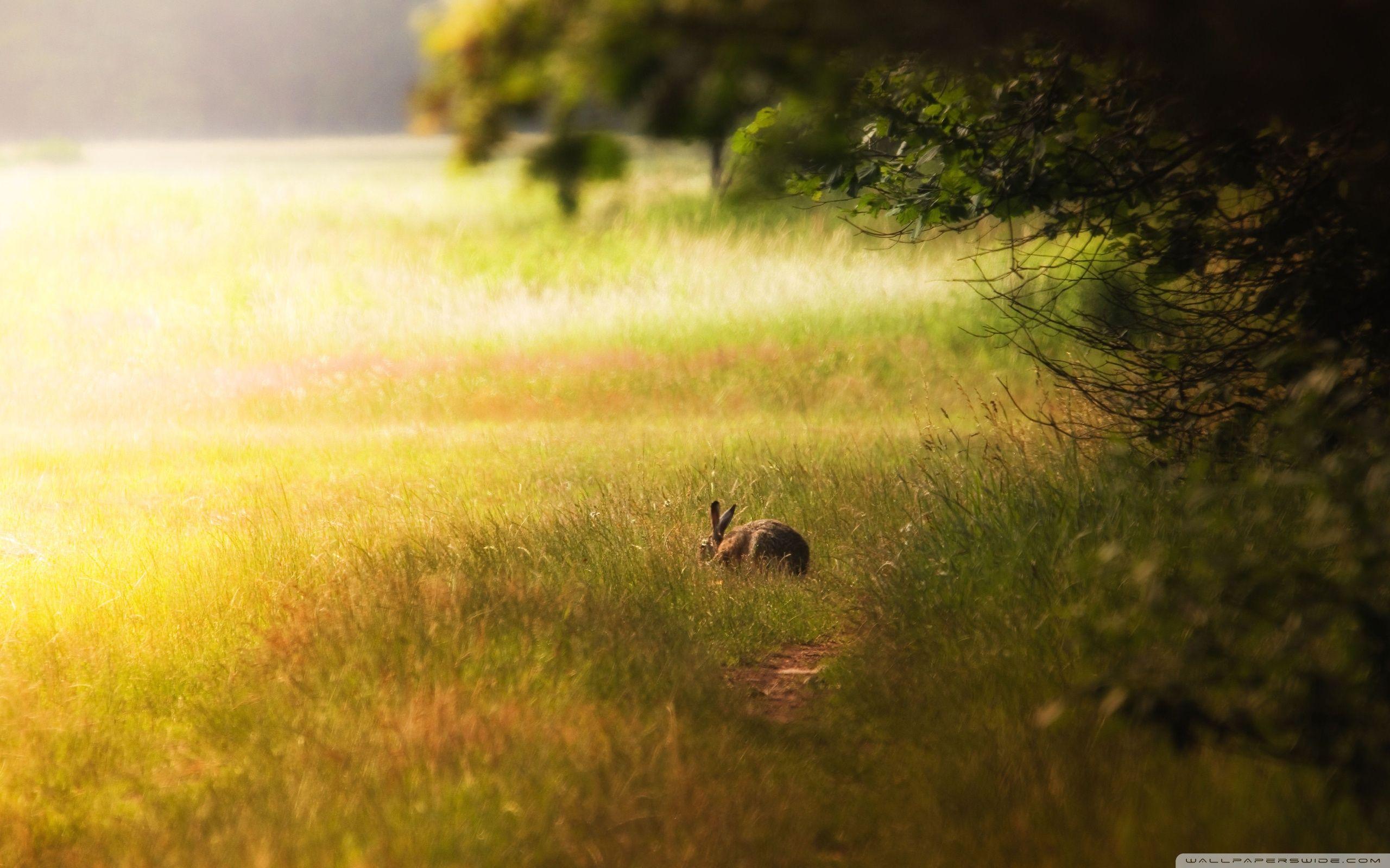 Hare Wallpapers - Wallpaper Cave