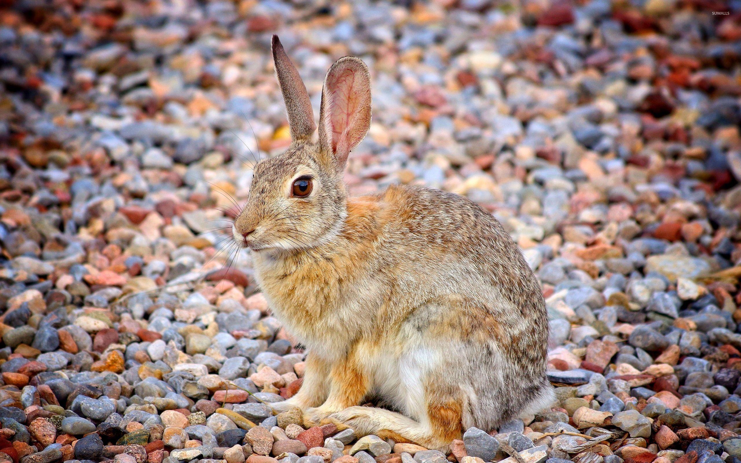 Hare Wallpapers - Wallpaper Cave
