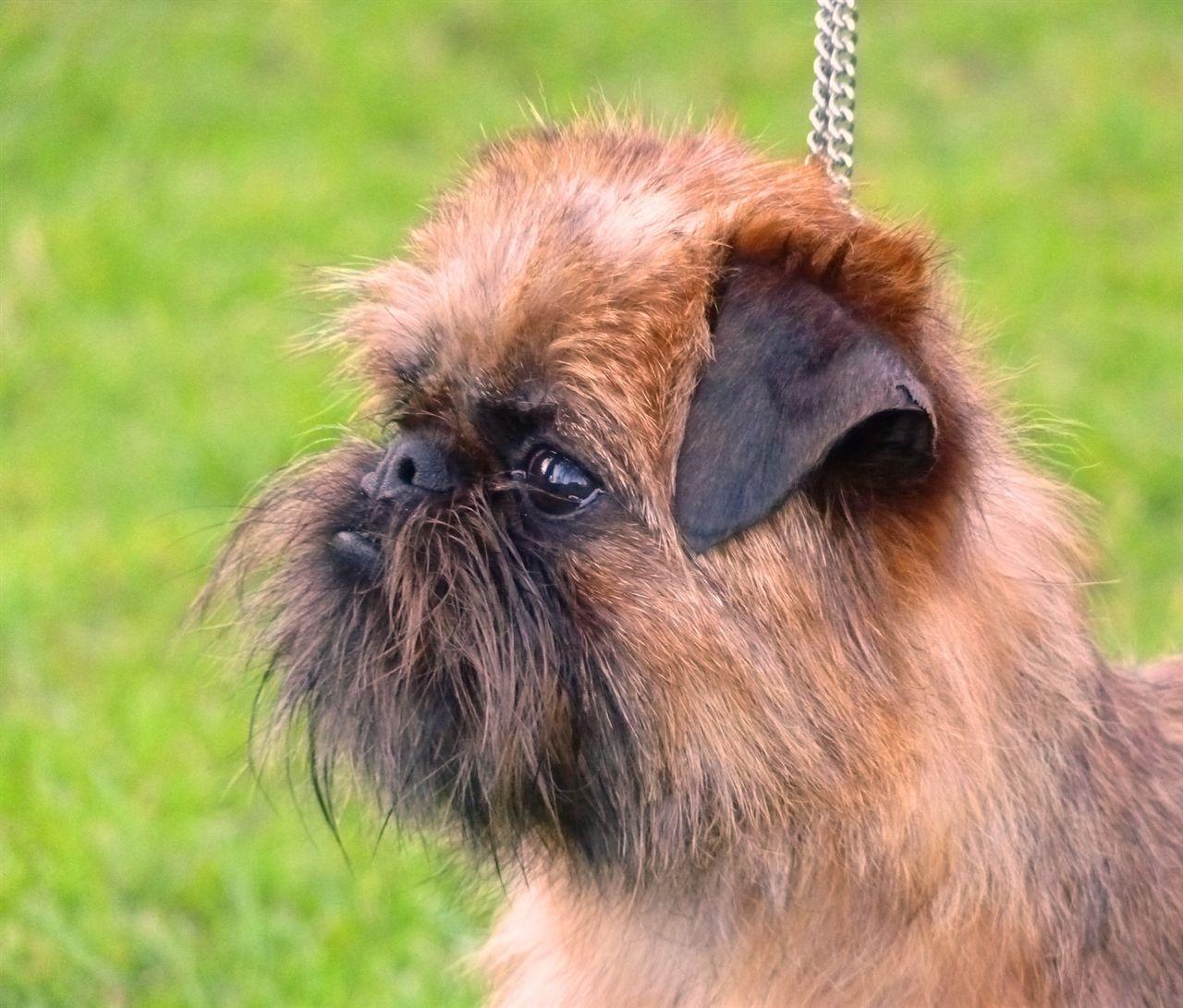 Griffon Bruxellois Wallpapers - Wallpaper Cave