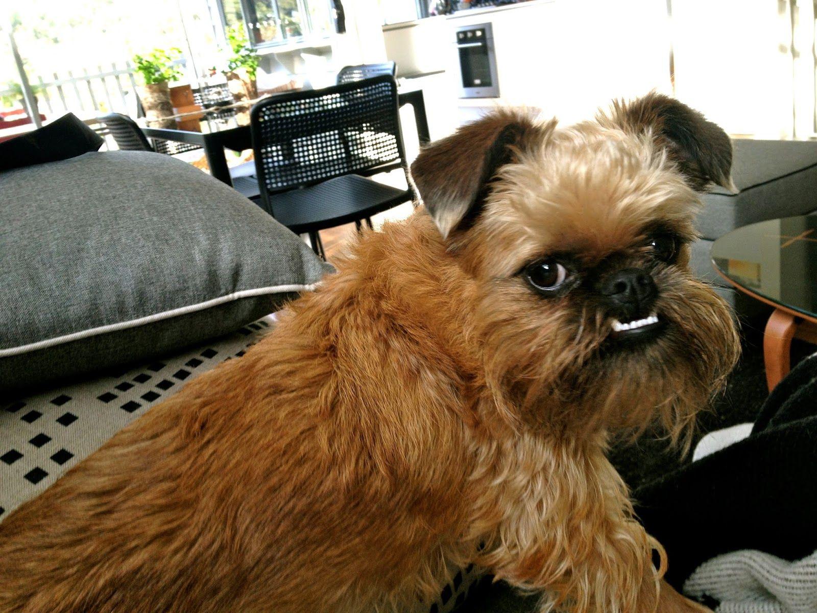 Griffon Bruxellois Wallpapers - Wallpaper Cave