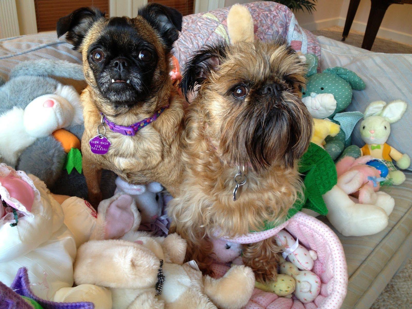 Griffon Bruxellois Wallpapers - Wallpaper Cave