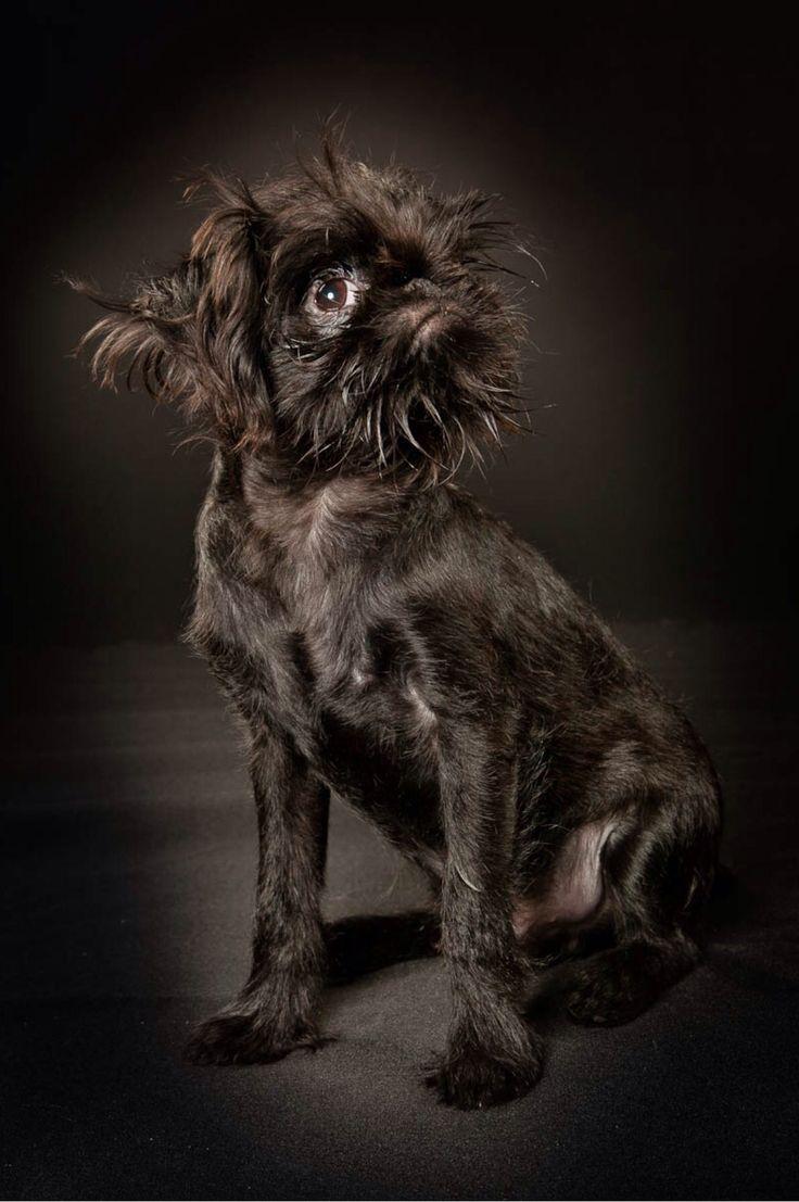 Griffon Bruxellois Wallpapers - Wallpaper Cave