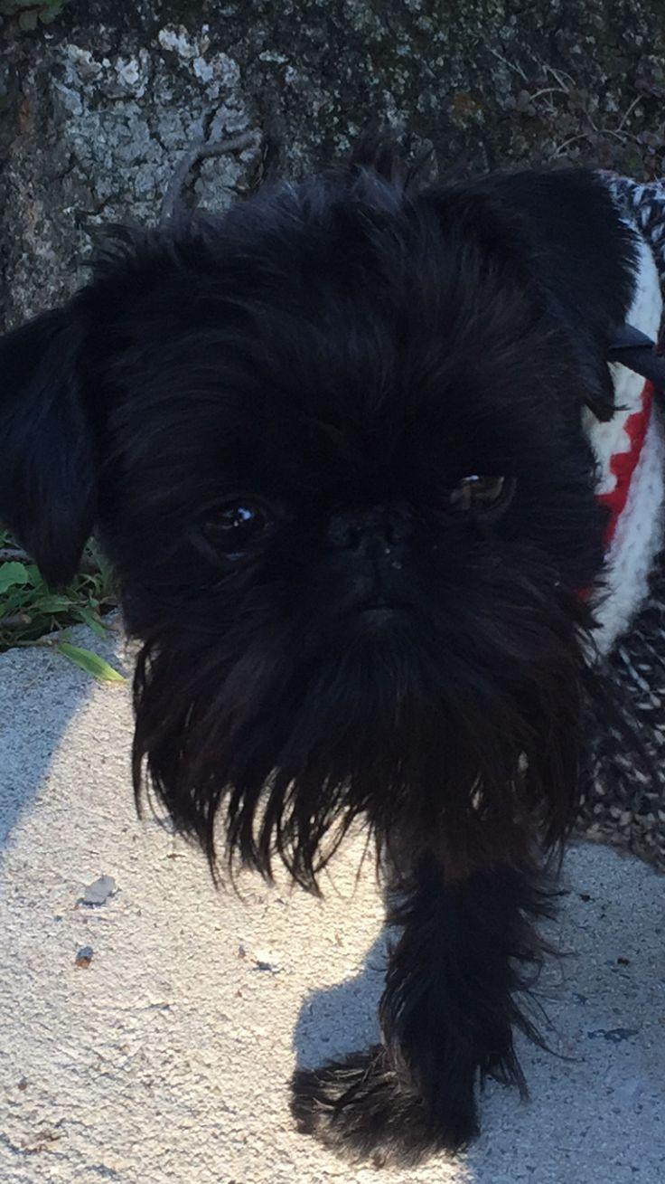 Griffon Bruxellois Wallpapers - Wallpaper Cave