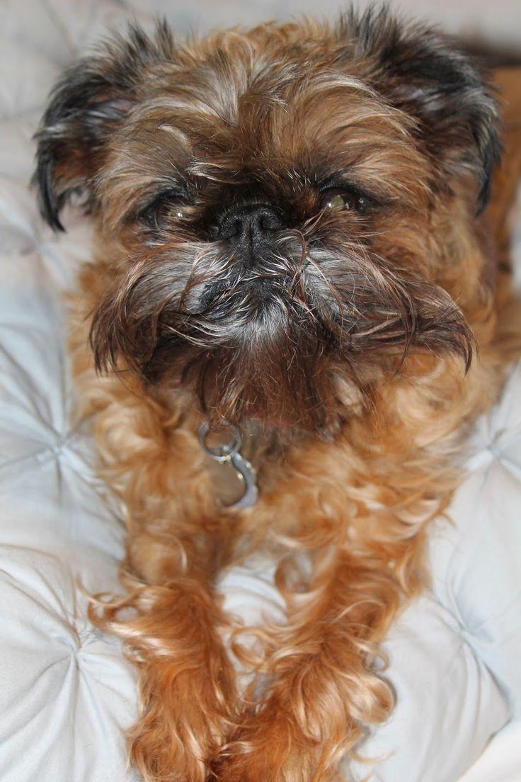 Griffon Bruxellois Wallpapers - Wallpaper Cave