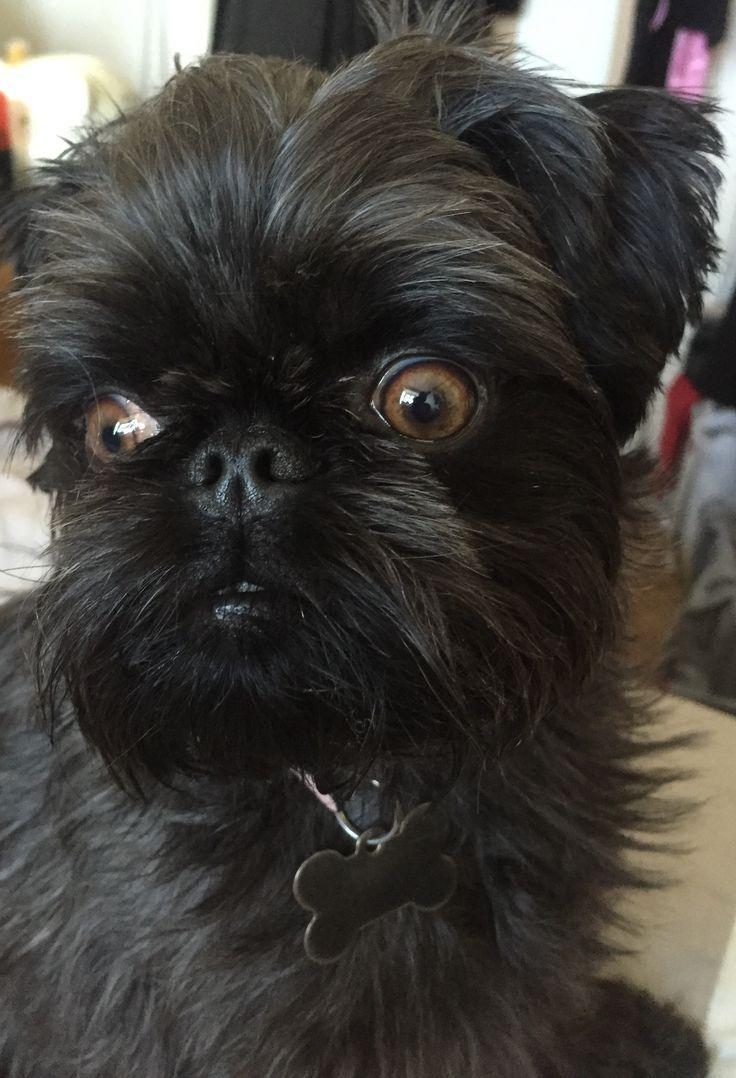 Griffon Bruxellois Wallpapers - Wallpaper Cave