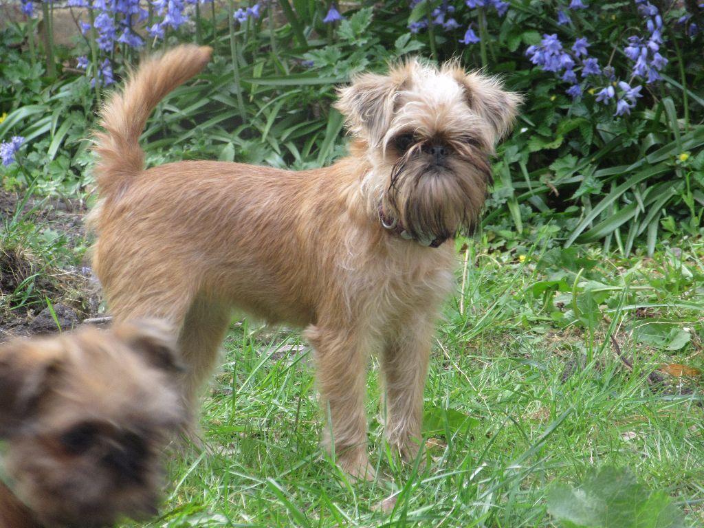 Griffon Bruxellois Wallpapers - Wallpaper Cave