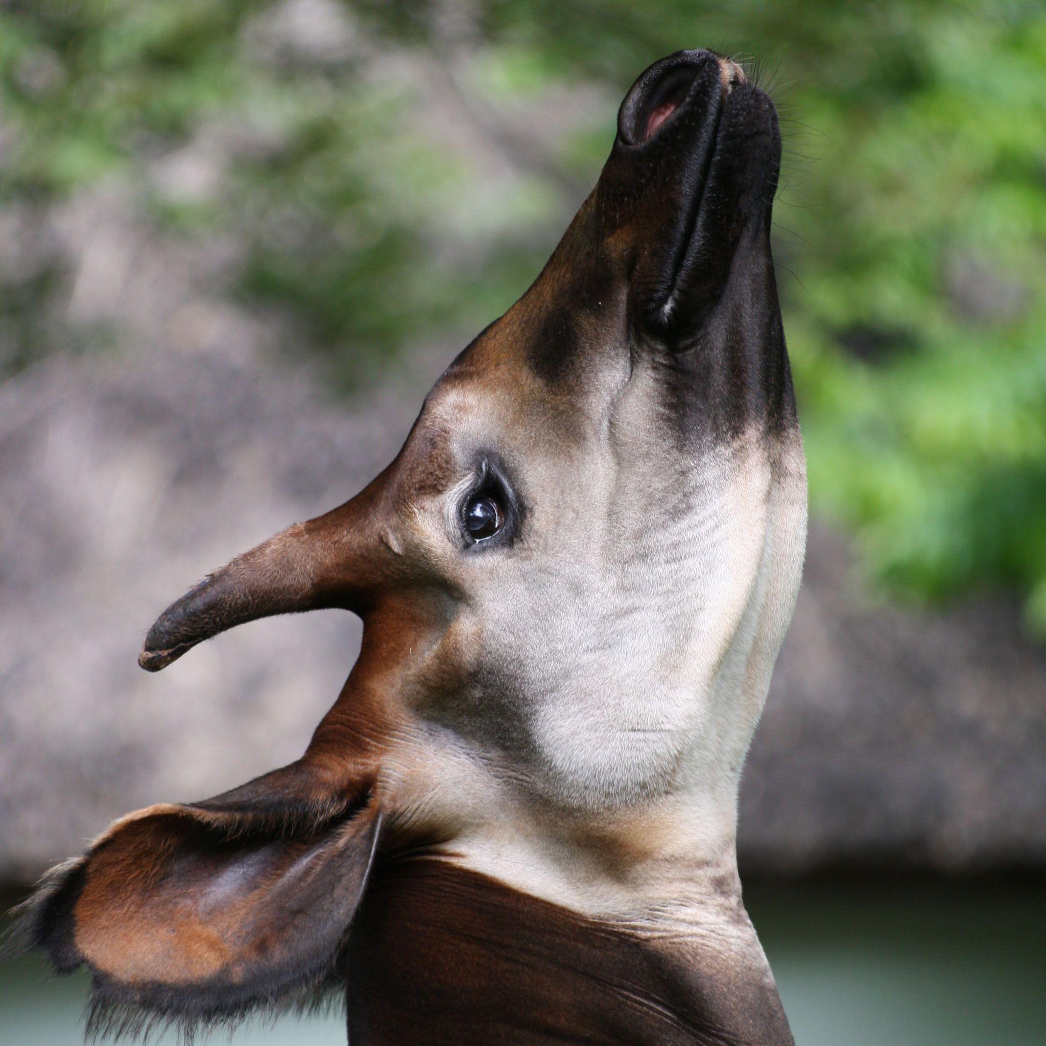 Okapi Wallpapers - Wallpaper Cave