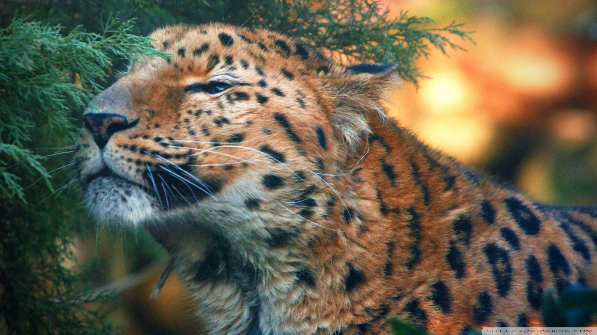 Okapi Wallpapers - Wallpaper Cave