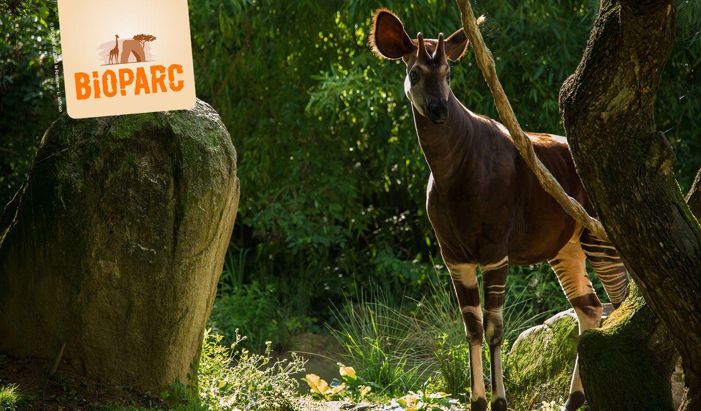 Okapi Wallpapers - Wallpaper Cave