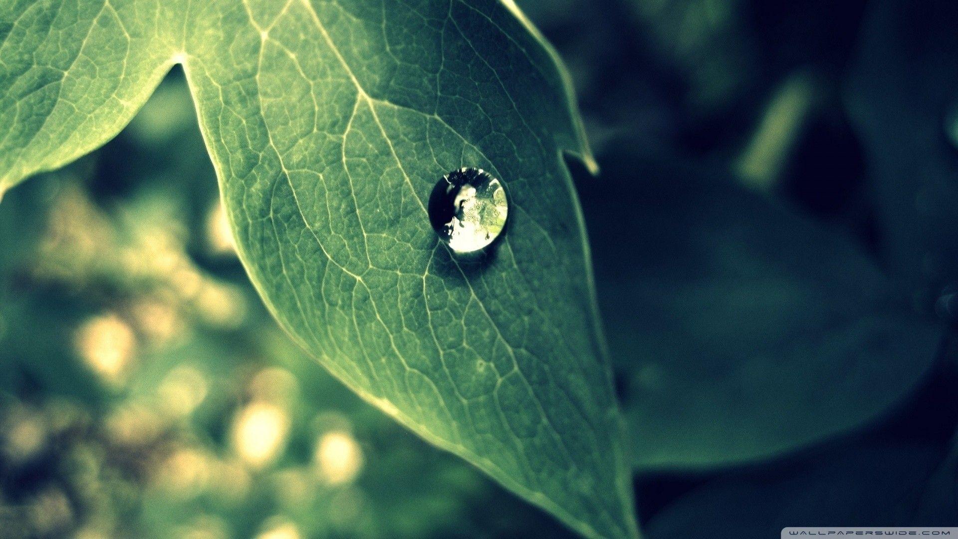 Rain Drops HD Wallpapers - Wallpaper Cave