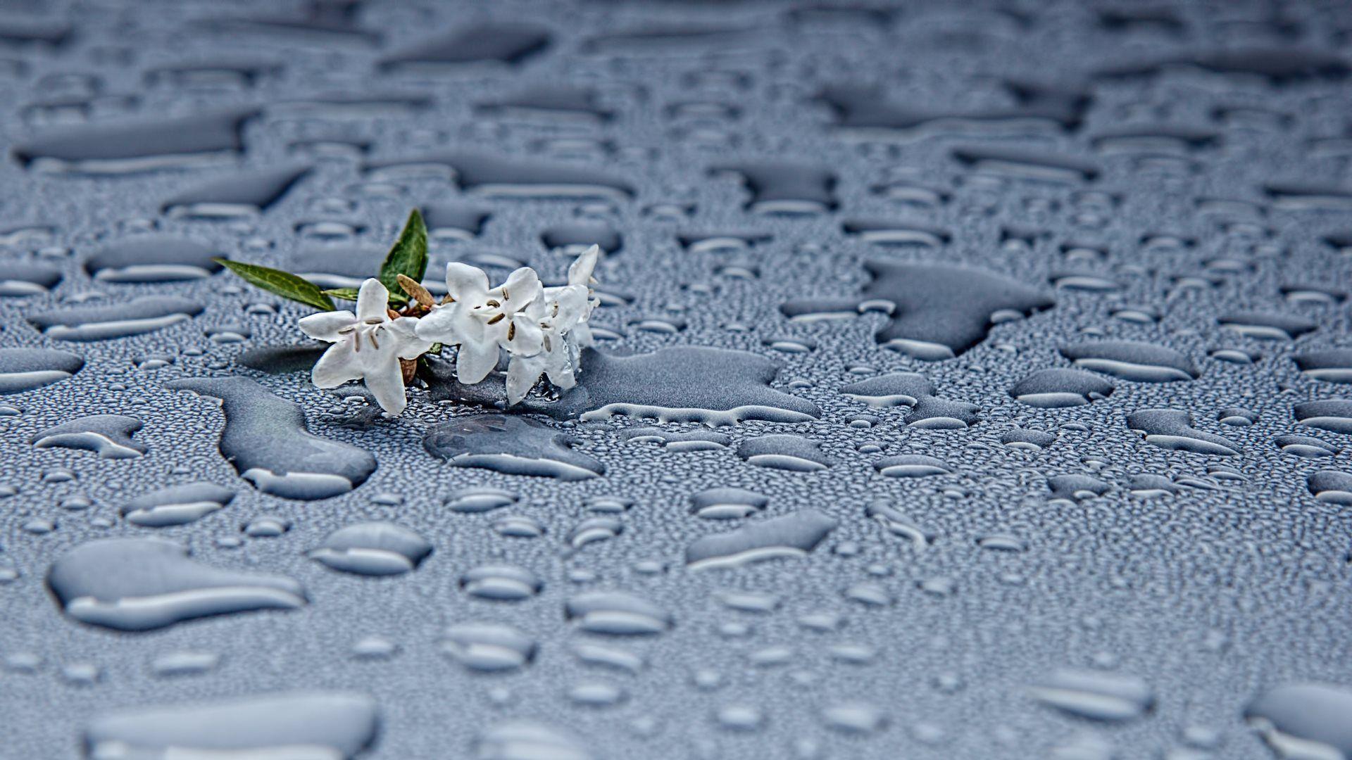 Rain Drops HD Wallpapers - Wallpaper Cave