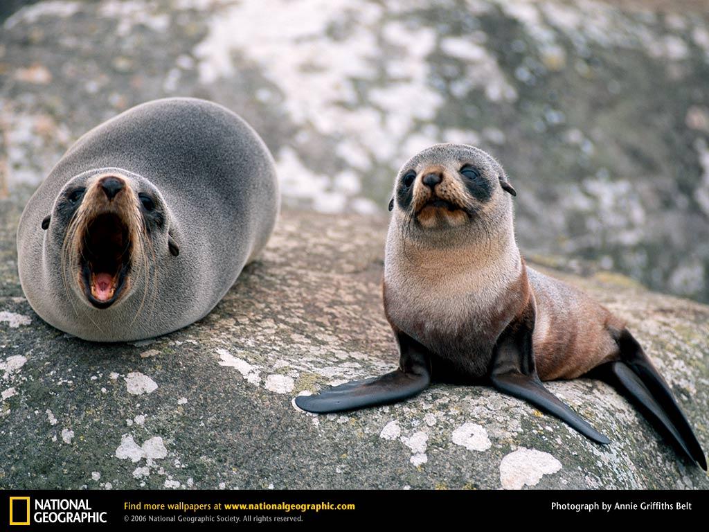 Seals Animal Wallpapers - Wallpaper Cave