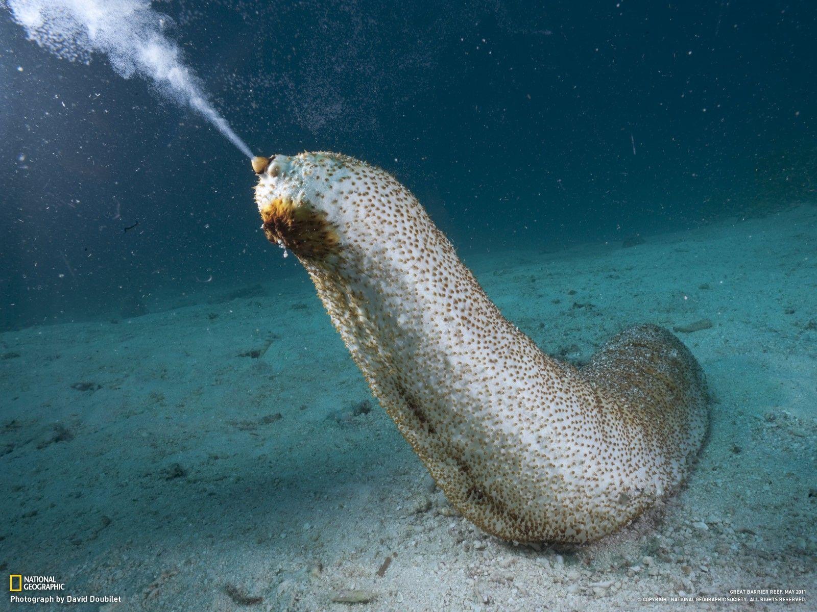 Sea Cucumber Wallpapers - Wallpaper Cave