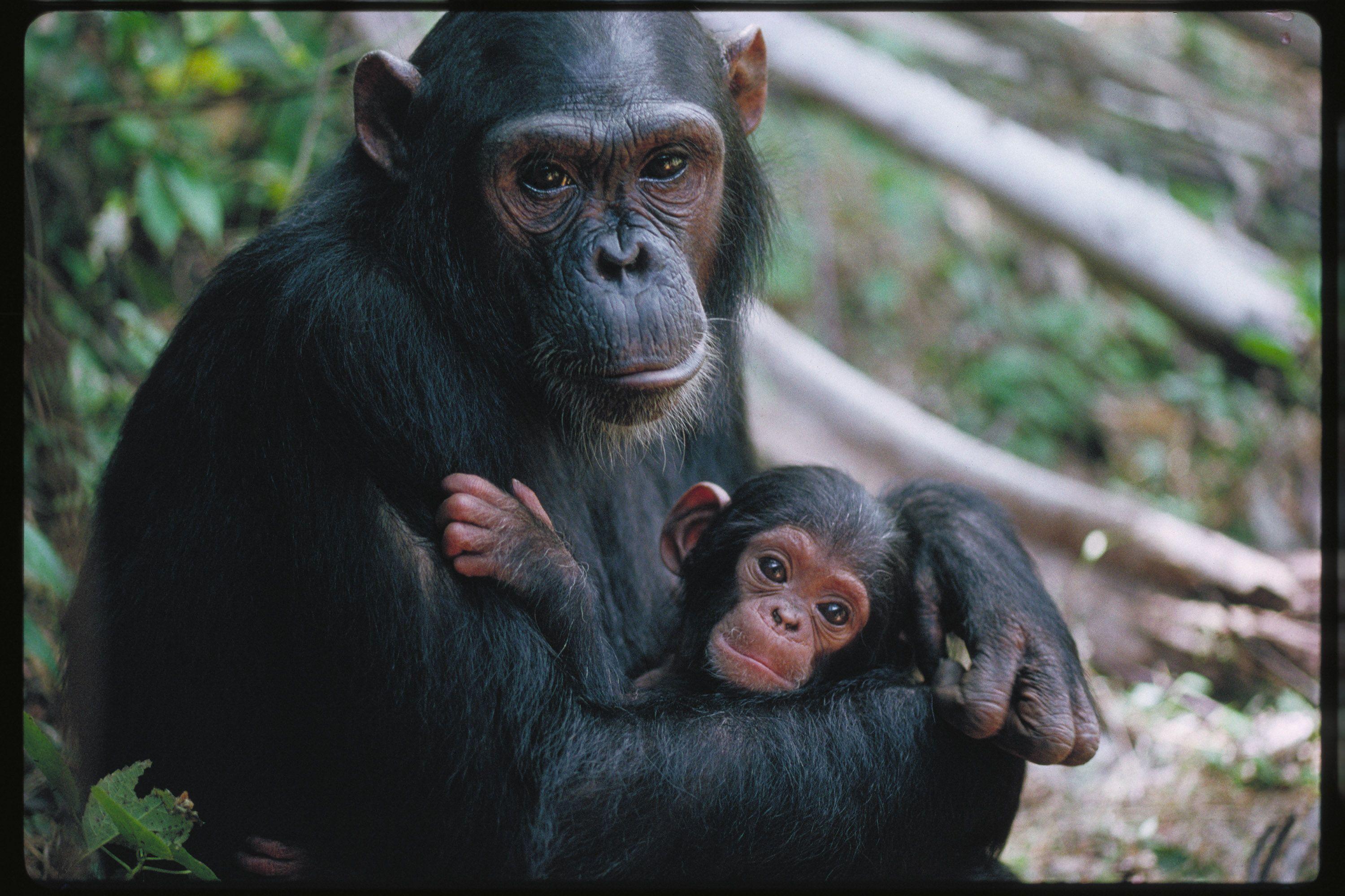 Chimpanzees Wallpapers - Wallpaper Cave