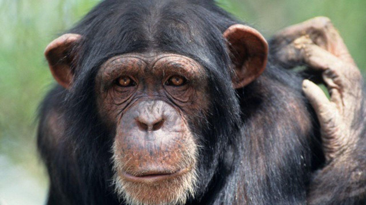 Chimpanzees Wallpapers - Wallpaper Cave