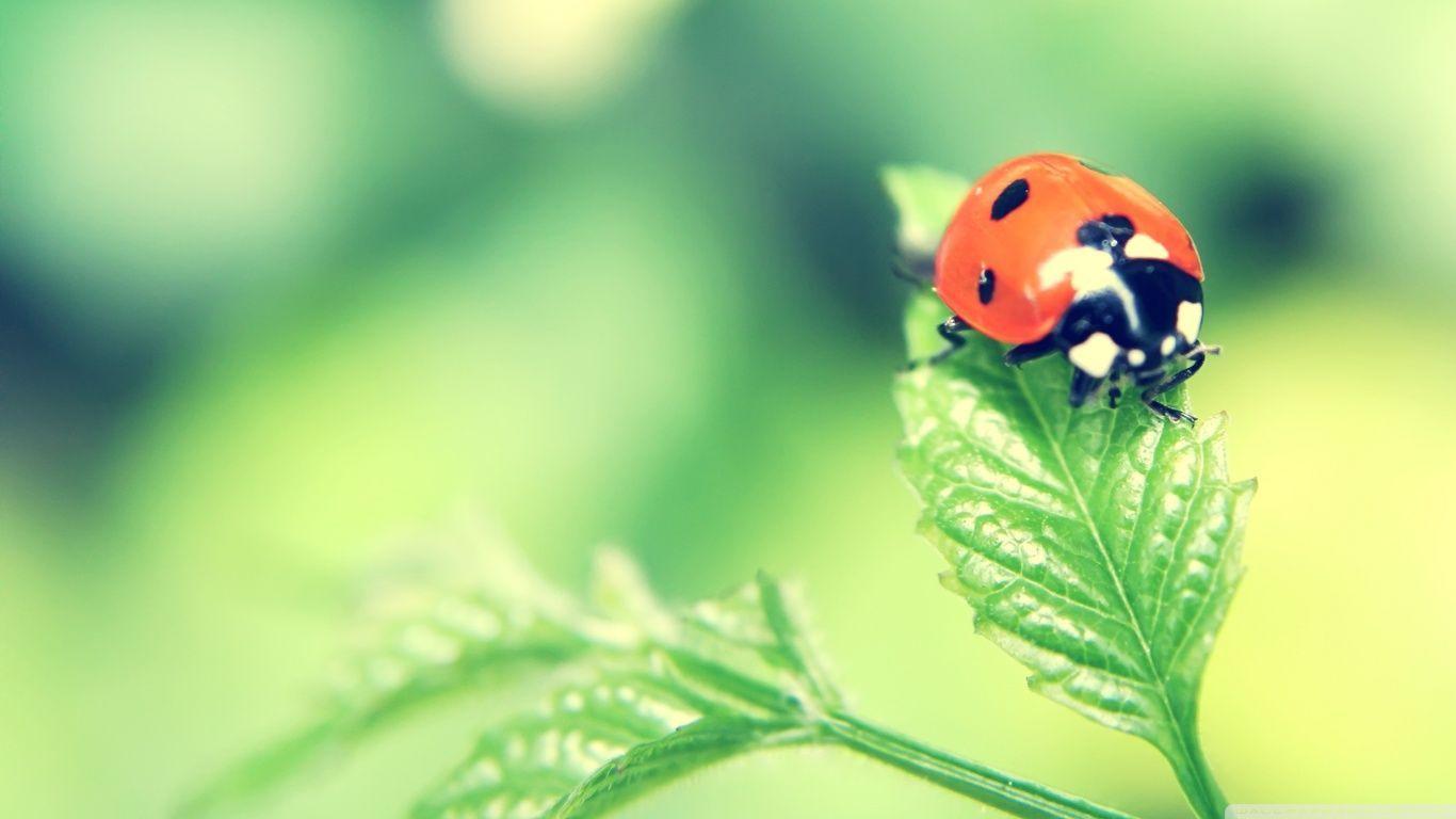 Ladybird Wallpapers - Wallpaper Cave