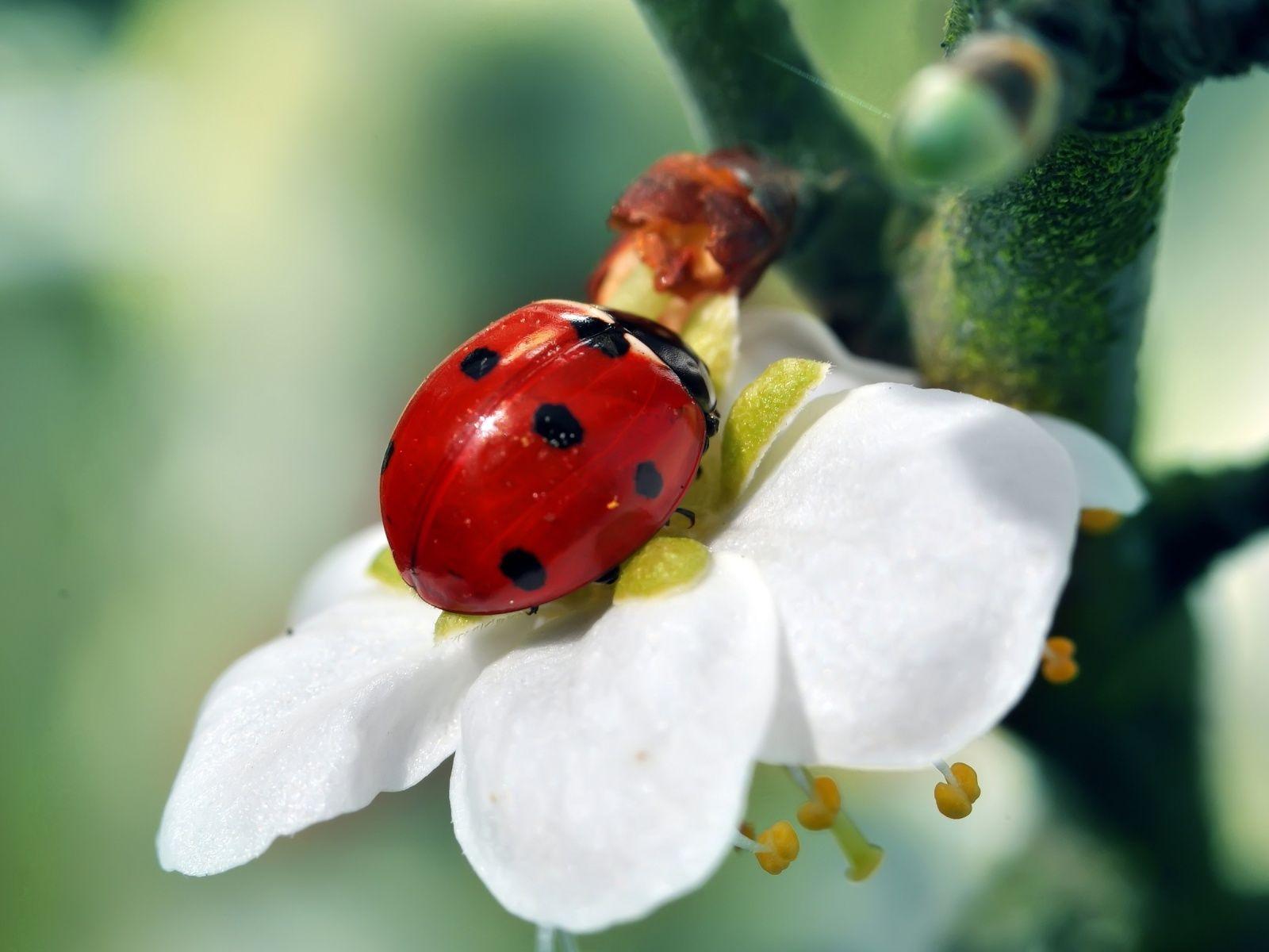 Ladybird Wallpapers - Wallpaper Cave
