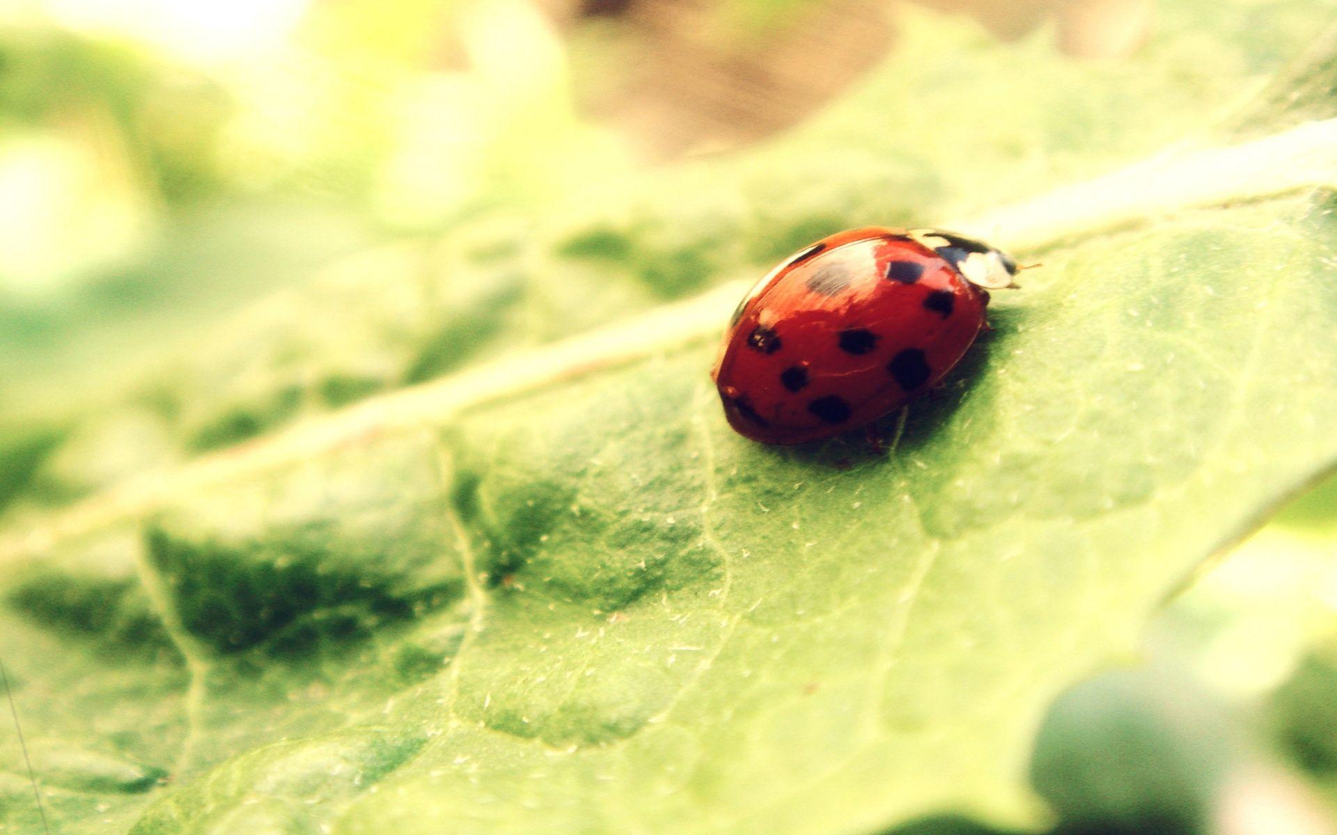 Ladybird Wallpapers - Wallpaper Cave