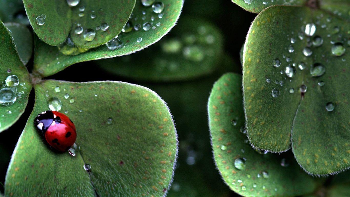 Ladybird Wallpapers - Wallpaper Cave