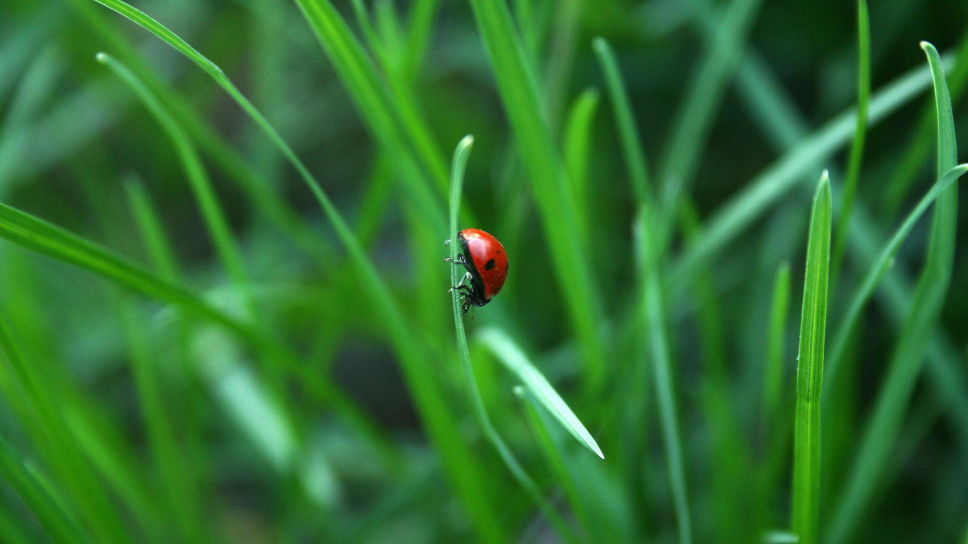 Ladybird Wallpapers - Wallpaper Cave