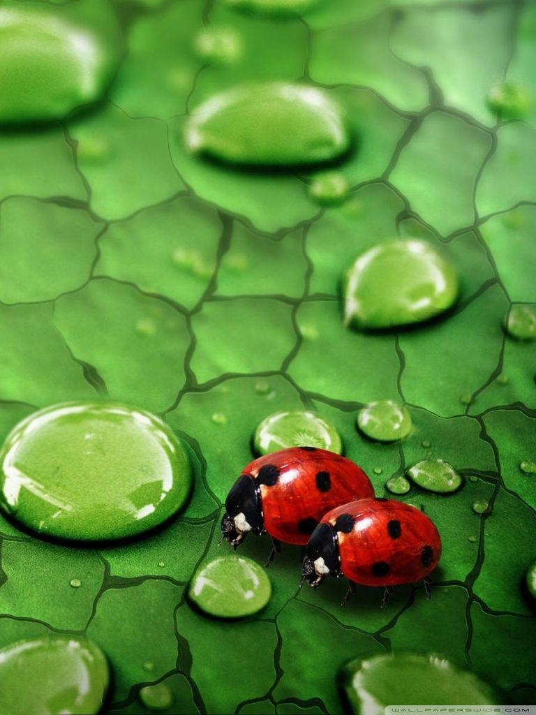 Ladybird Wallpapers - Wallpaper Cave