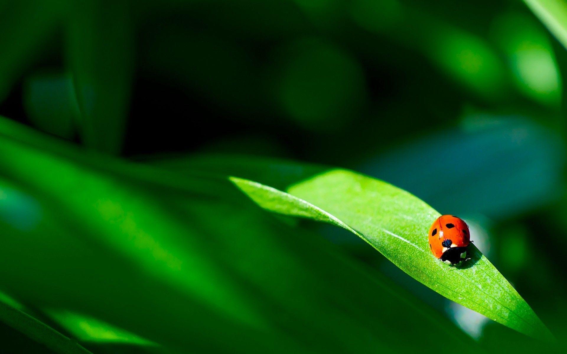 Ladybird Wallpapers - Wallpaper Cave