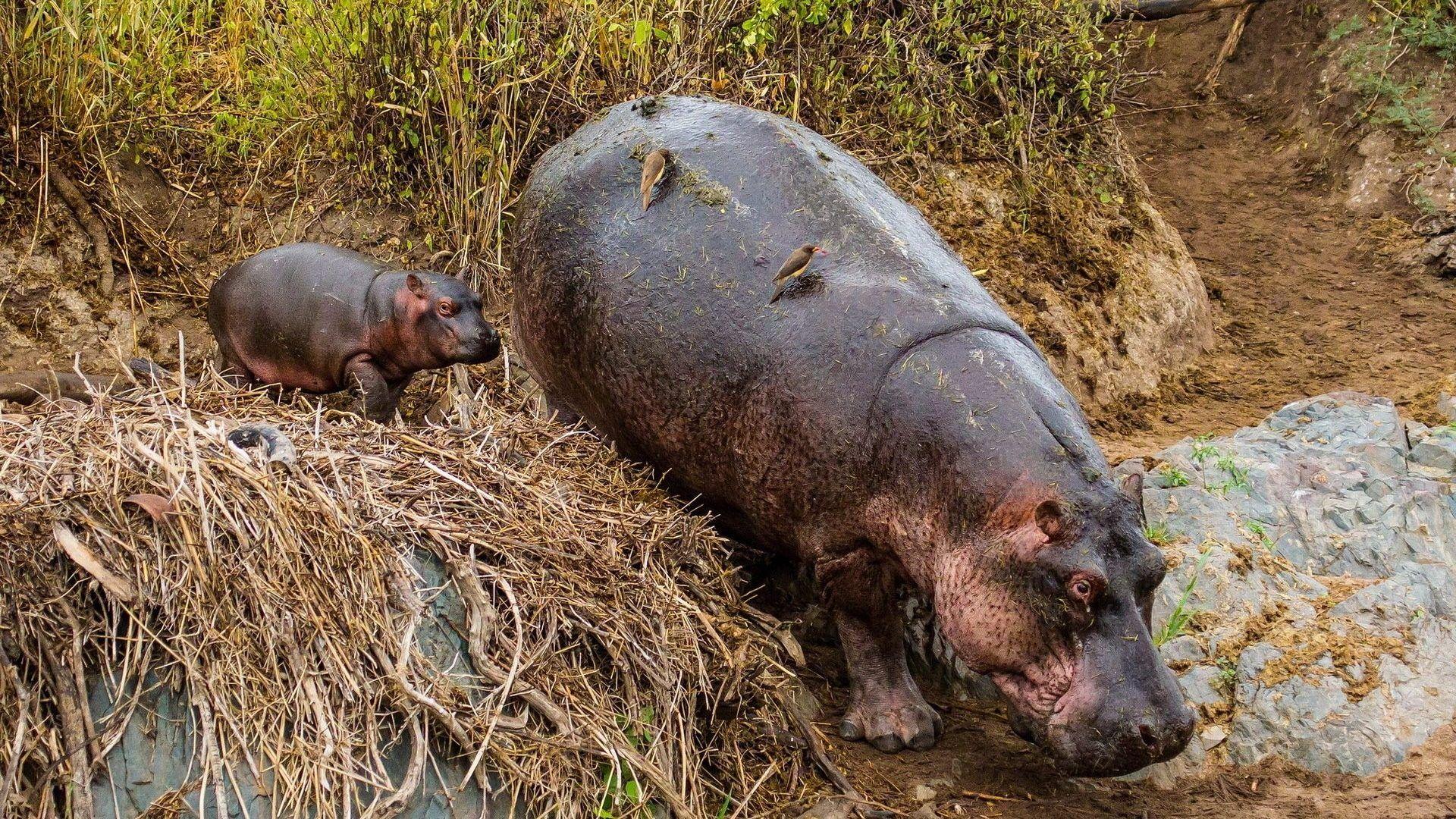 Hippopotamuses Wallpapers - Wallpaper Cave
