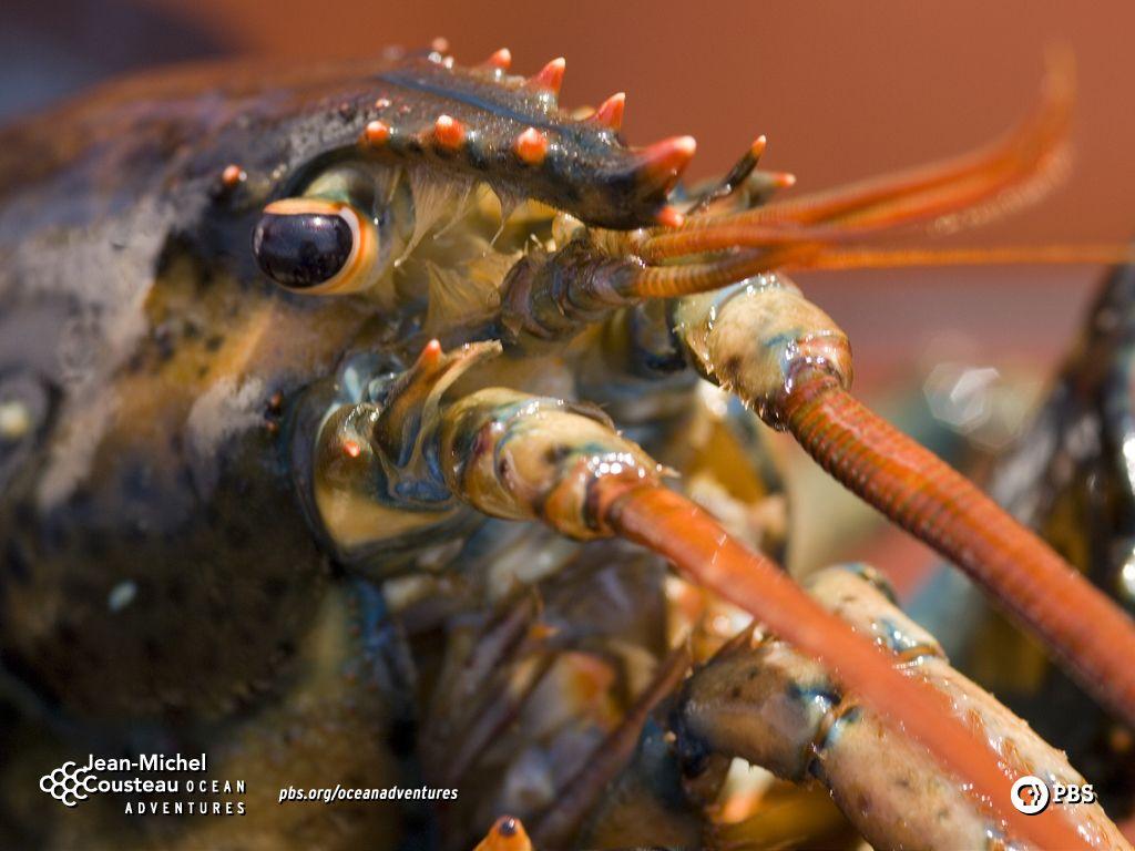 Lobster Wallpapers - Wallpaper Cave
