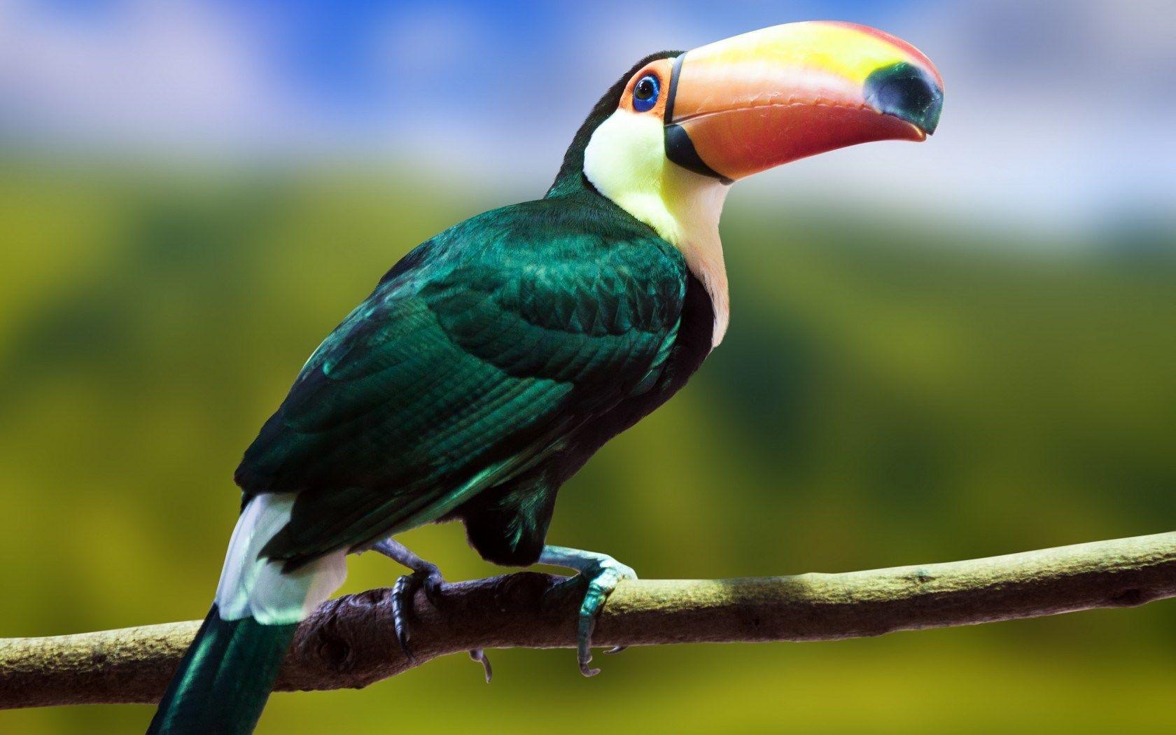 Animal Toucan HD Wallpapers - Wallpaper Cave