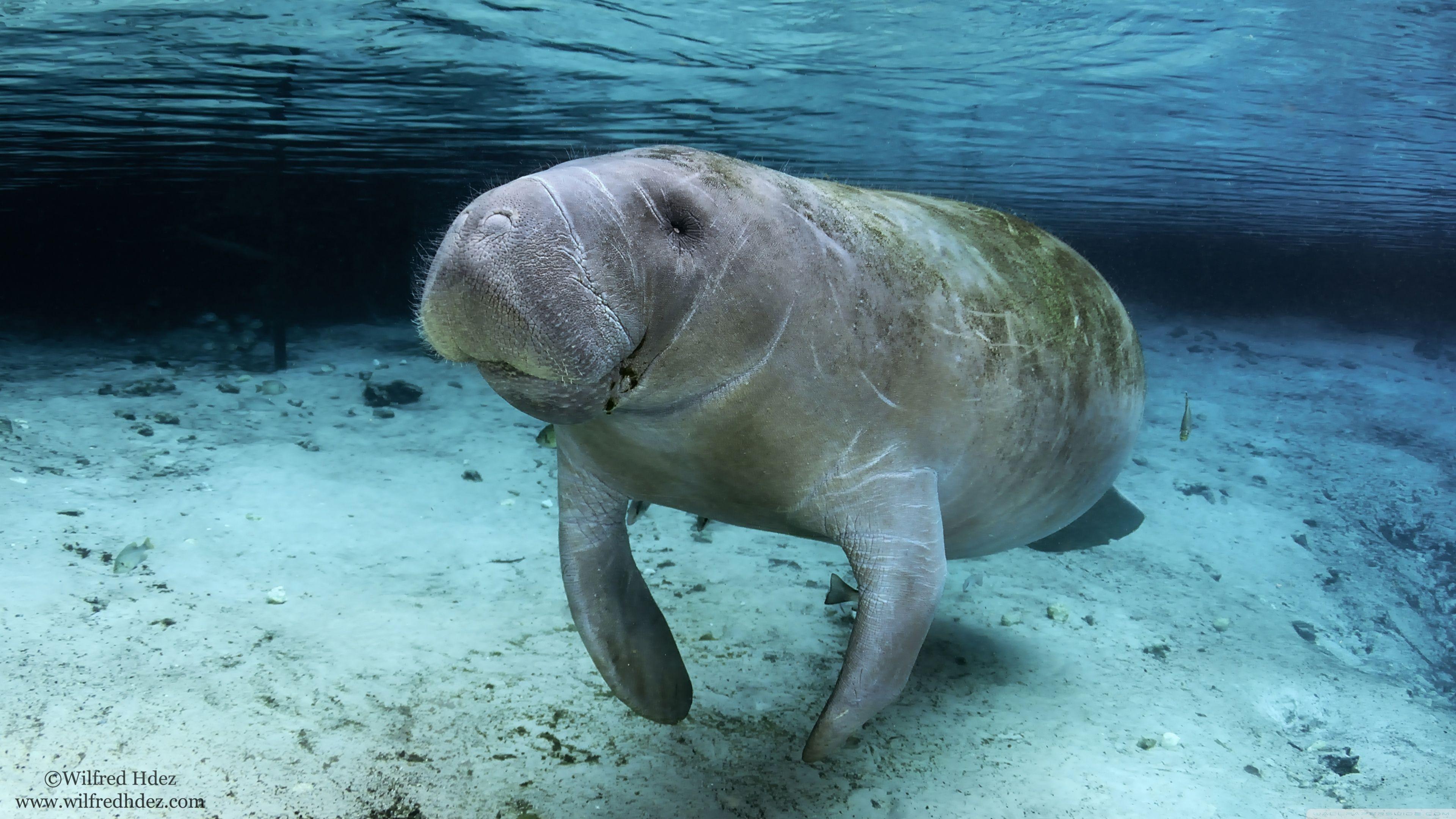 Manatees Wallpapers - Wallpaper Cave
